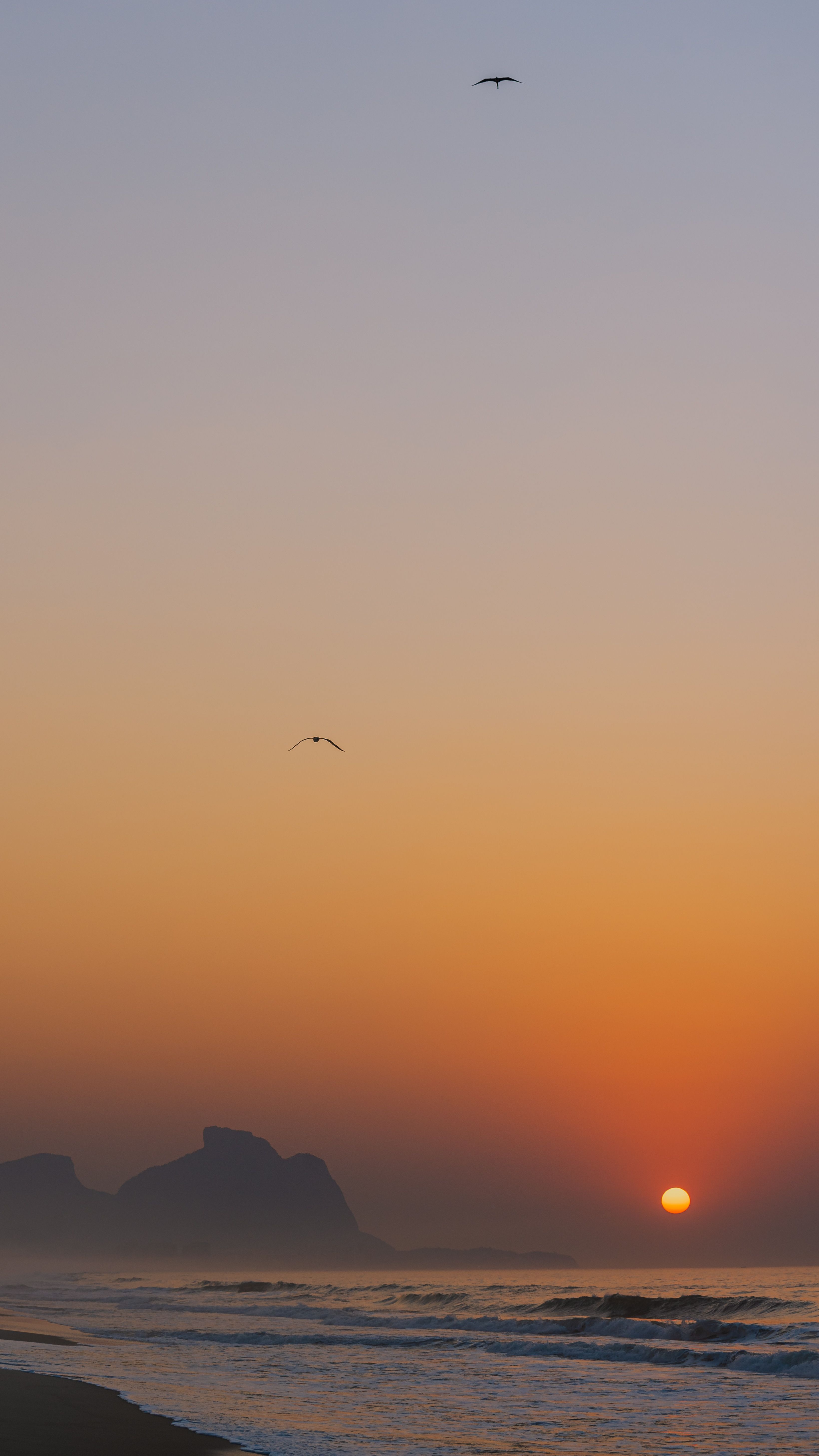Beautiful Birds Flying Photos, Download The BEST Free Beautiful Birds ...