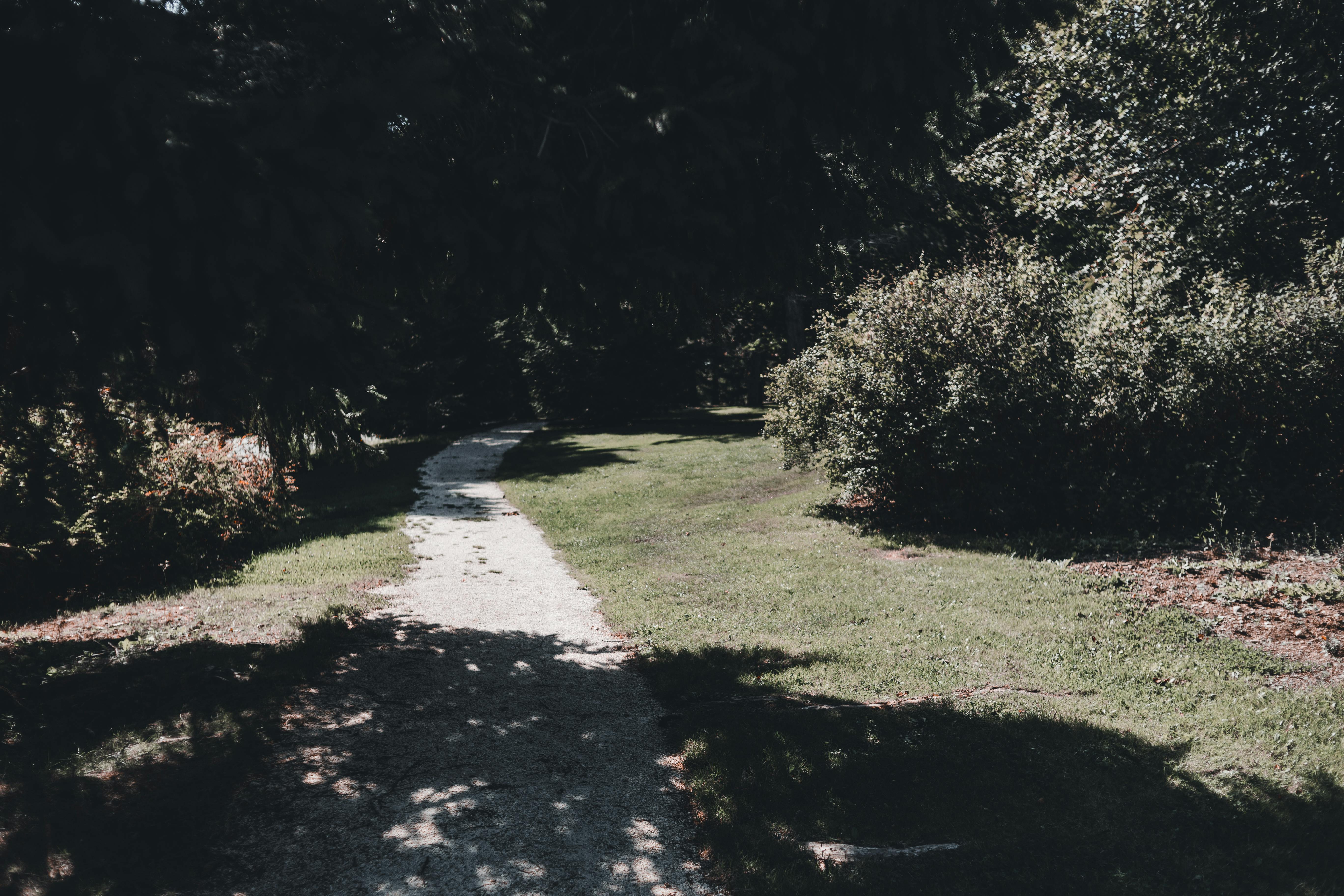 A Pathway near Shrubs · Free Stock Photo