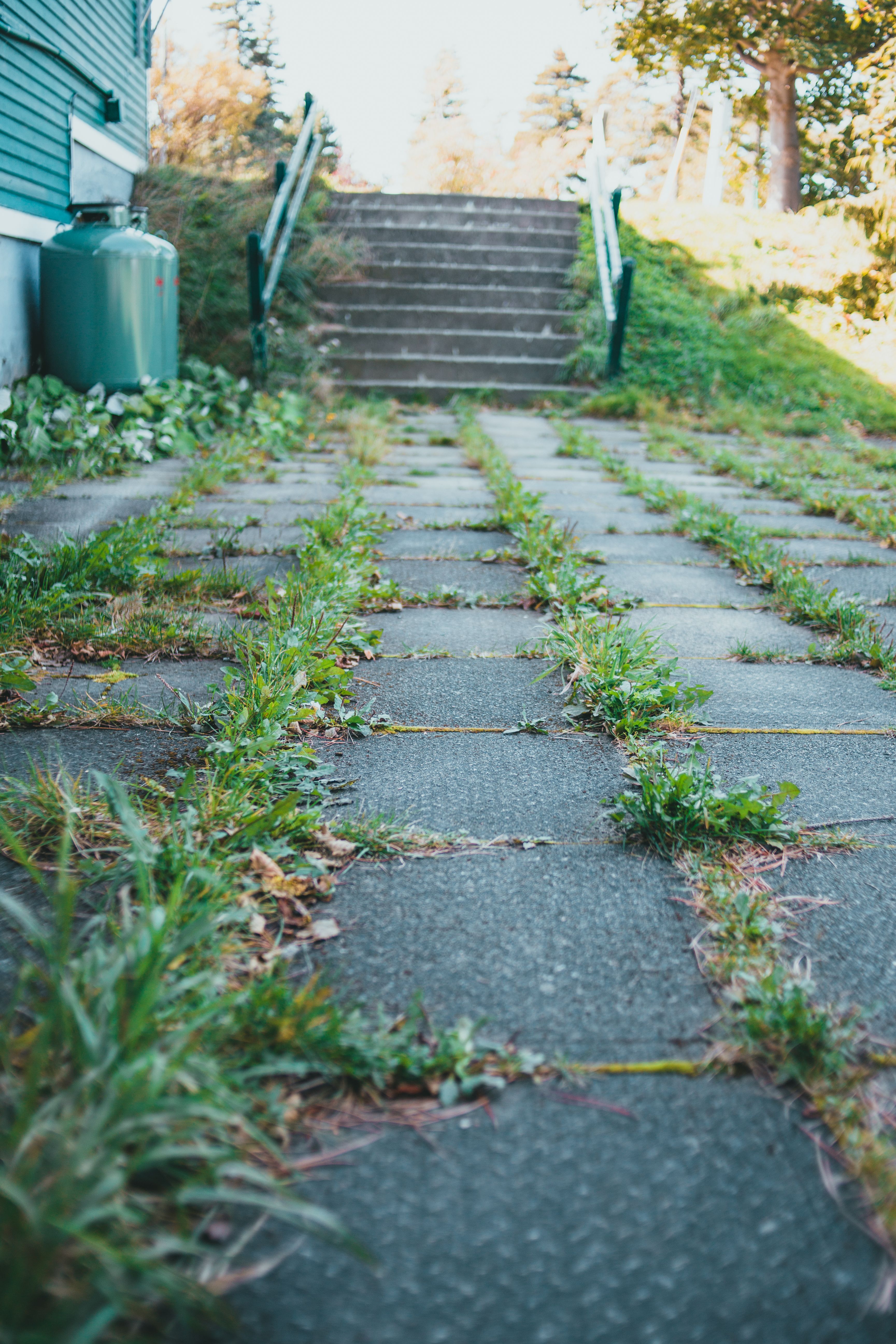 Photograph of Green Grass Growing on the Ground · Free Stock Photo
