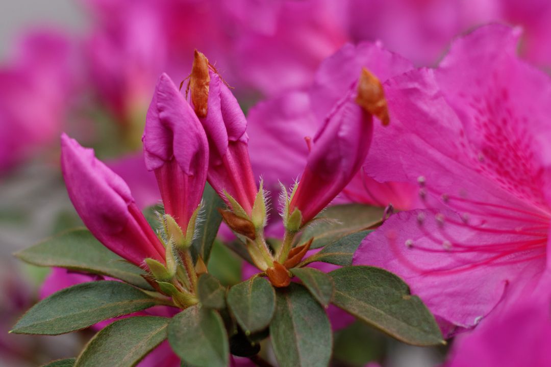Azalea Bush Planting Instructions for Beginners in 2024