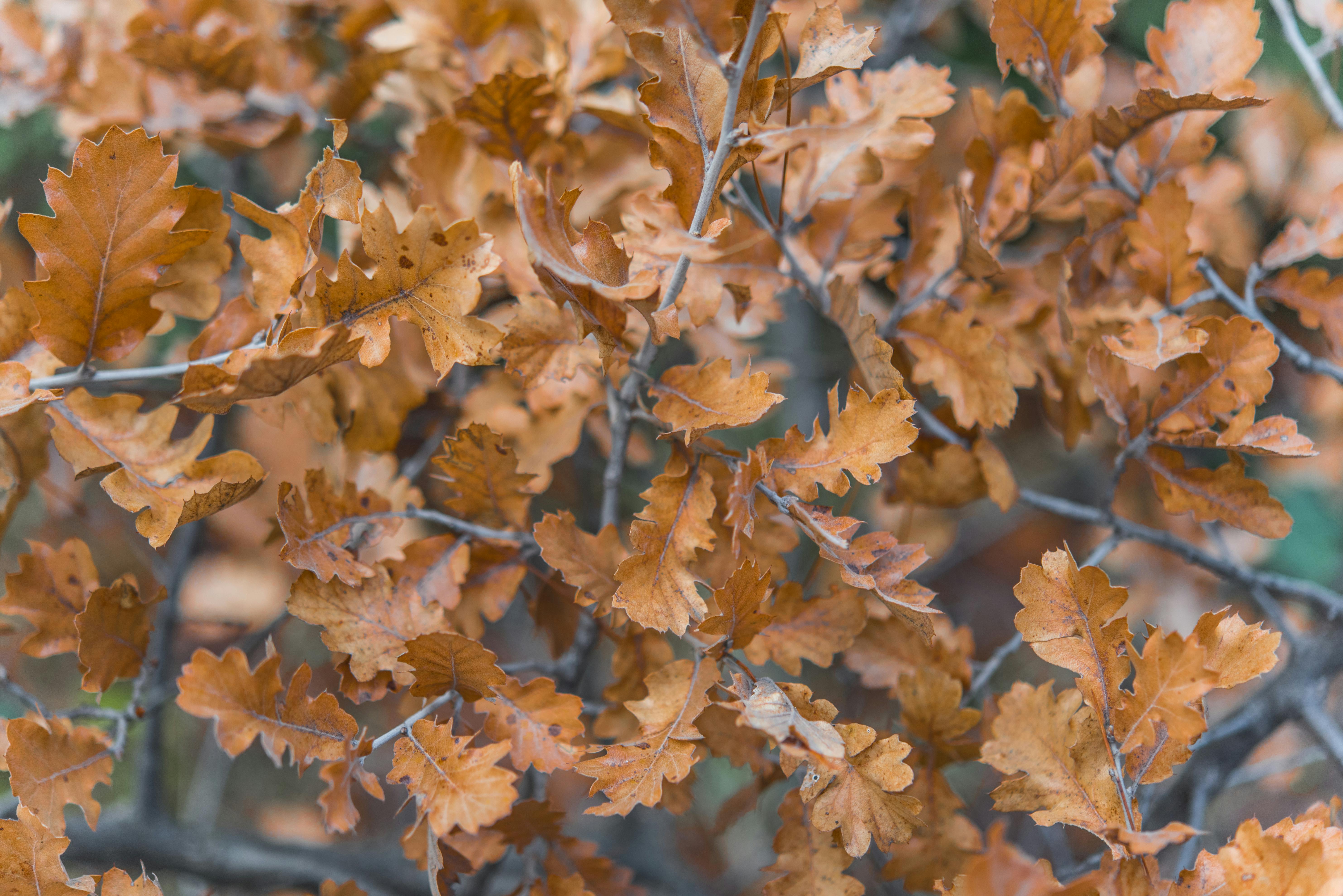 Close-Up Shot of Brown Leaves · Free Stock Photo
