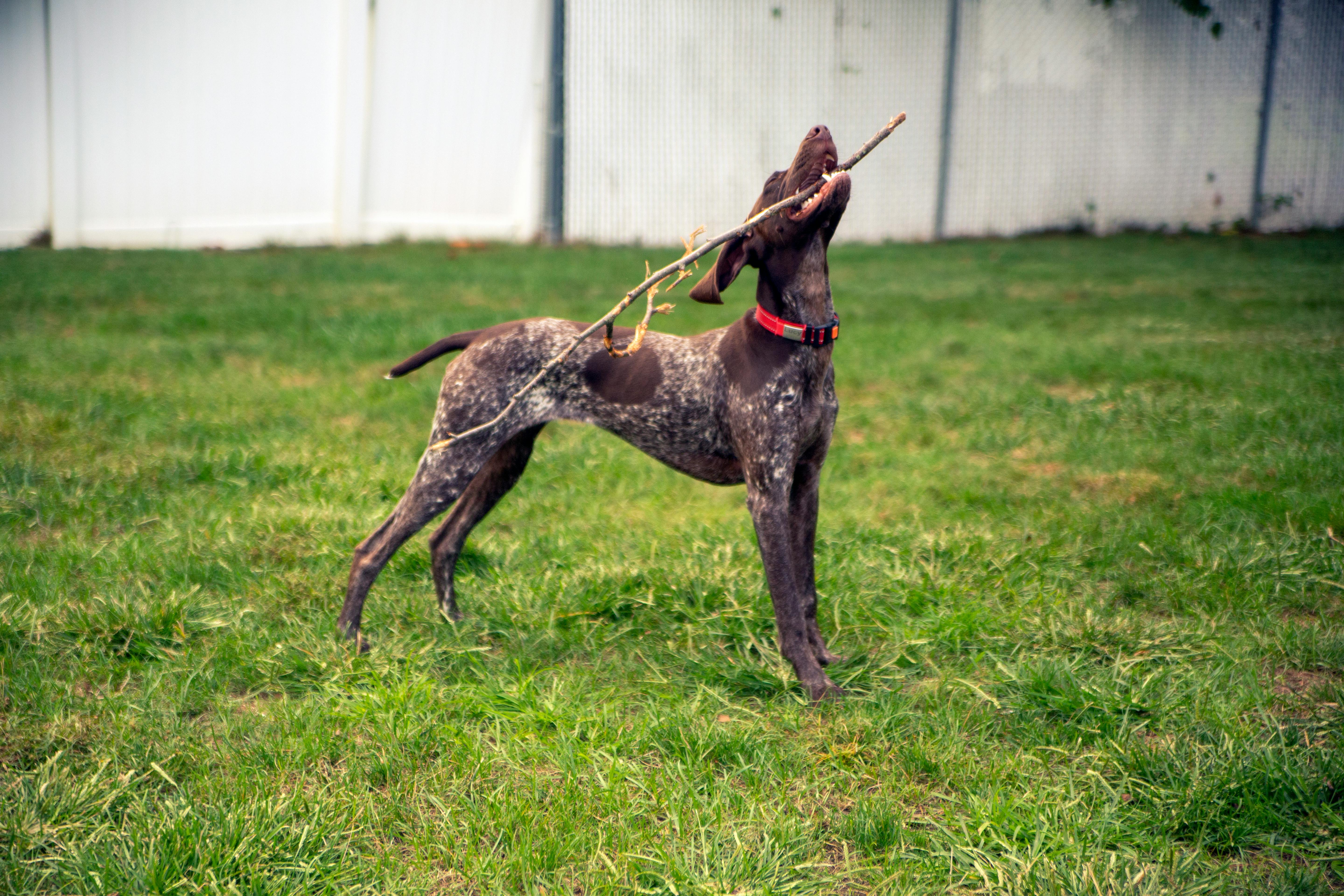 A Dog Biting a Tree Branch · Free Stock Photo