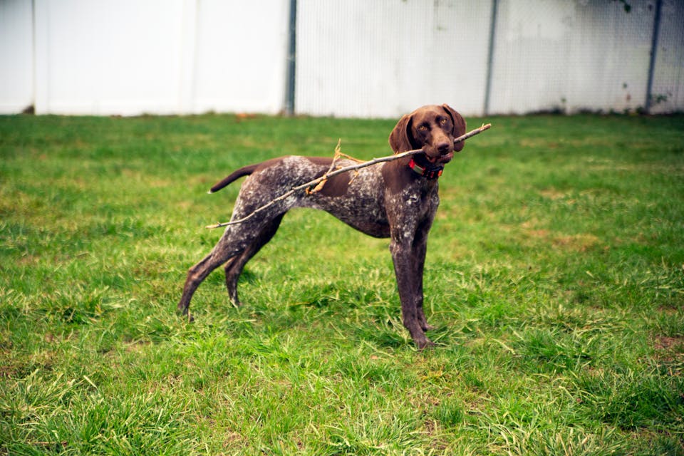 German Shorthaired Pointer Life Stages: Puppy to Maturity