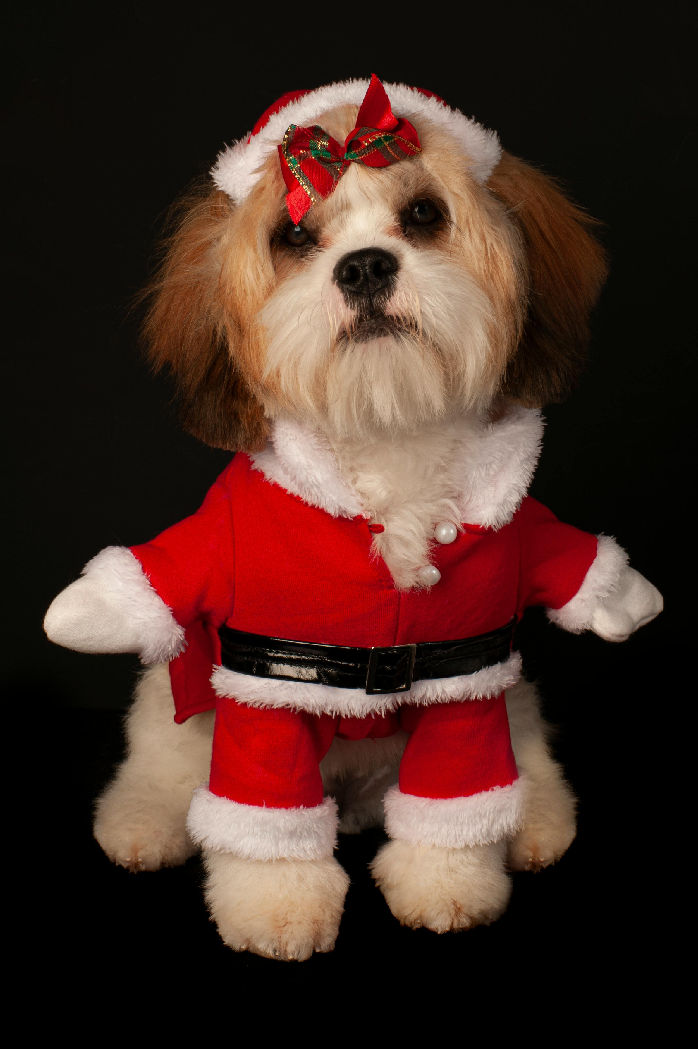 A dog wearing Christmas ribbons · Free Stock Photo