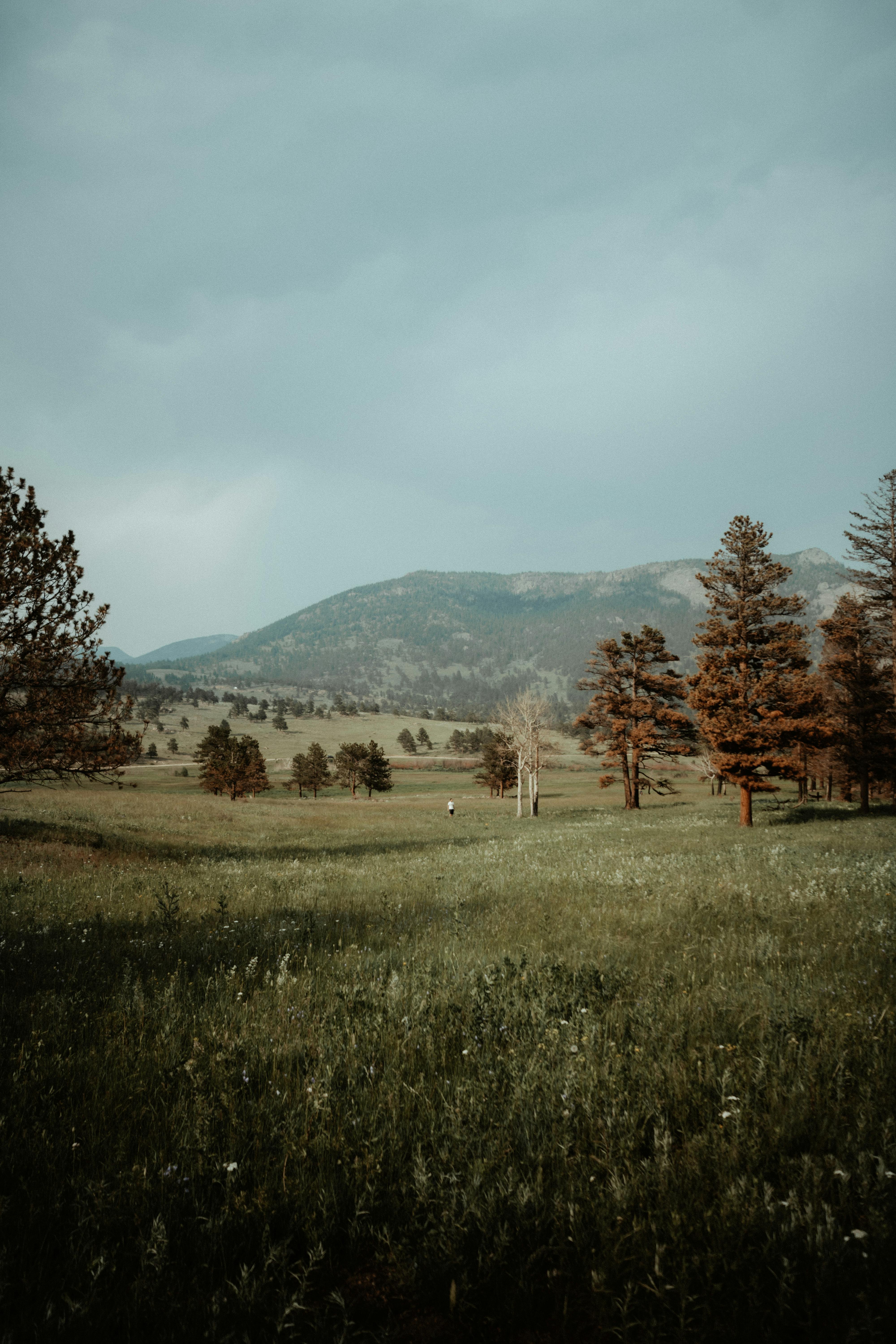 Overcast over Meadow · Free Stock Photo