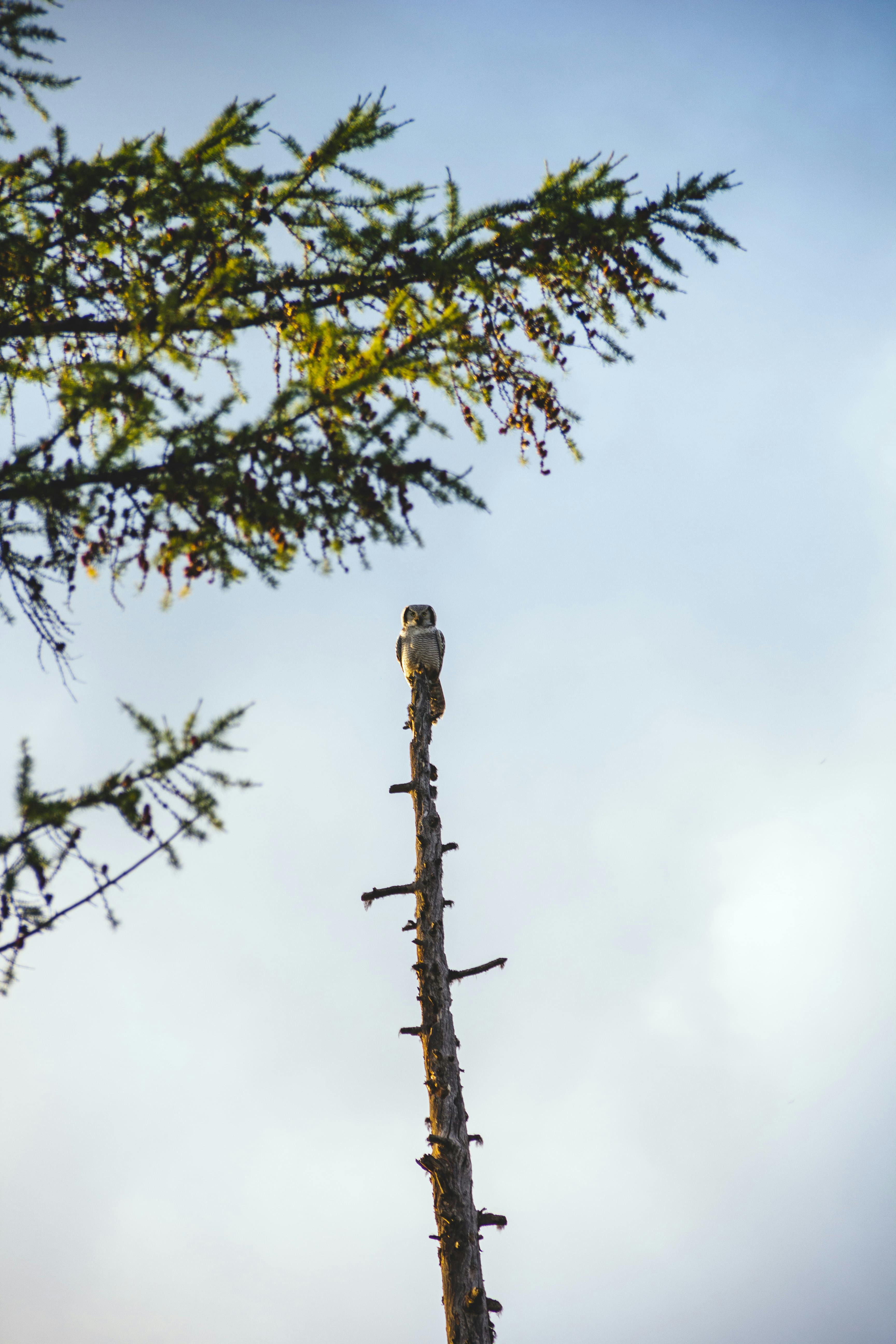 Owl In Trees Photos, Download The BEST Free Owl In Trees Stock Photos ...