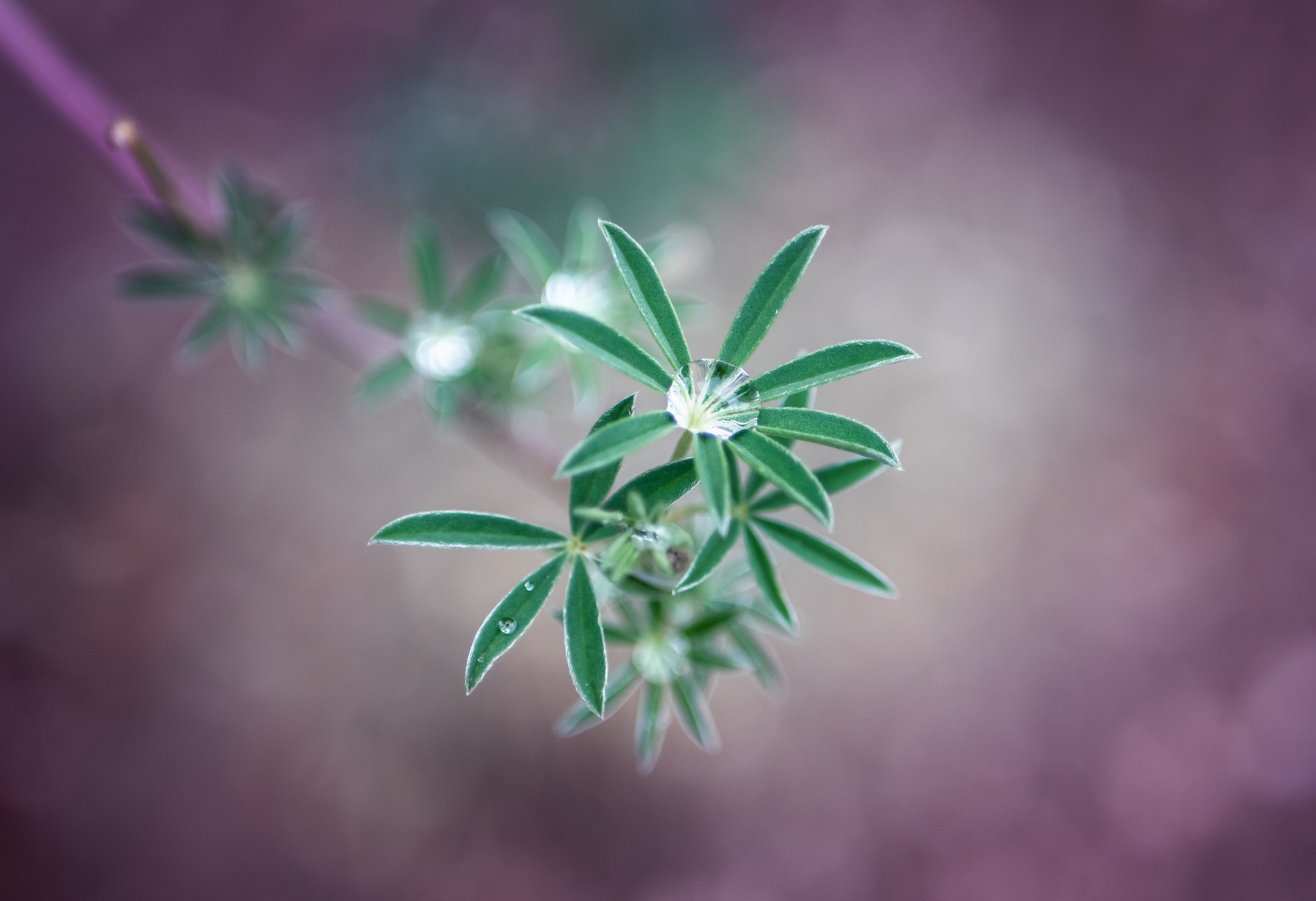 Oxalis Plant in Close-up Photography · Free Stock Photo