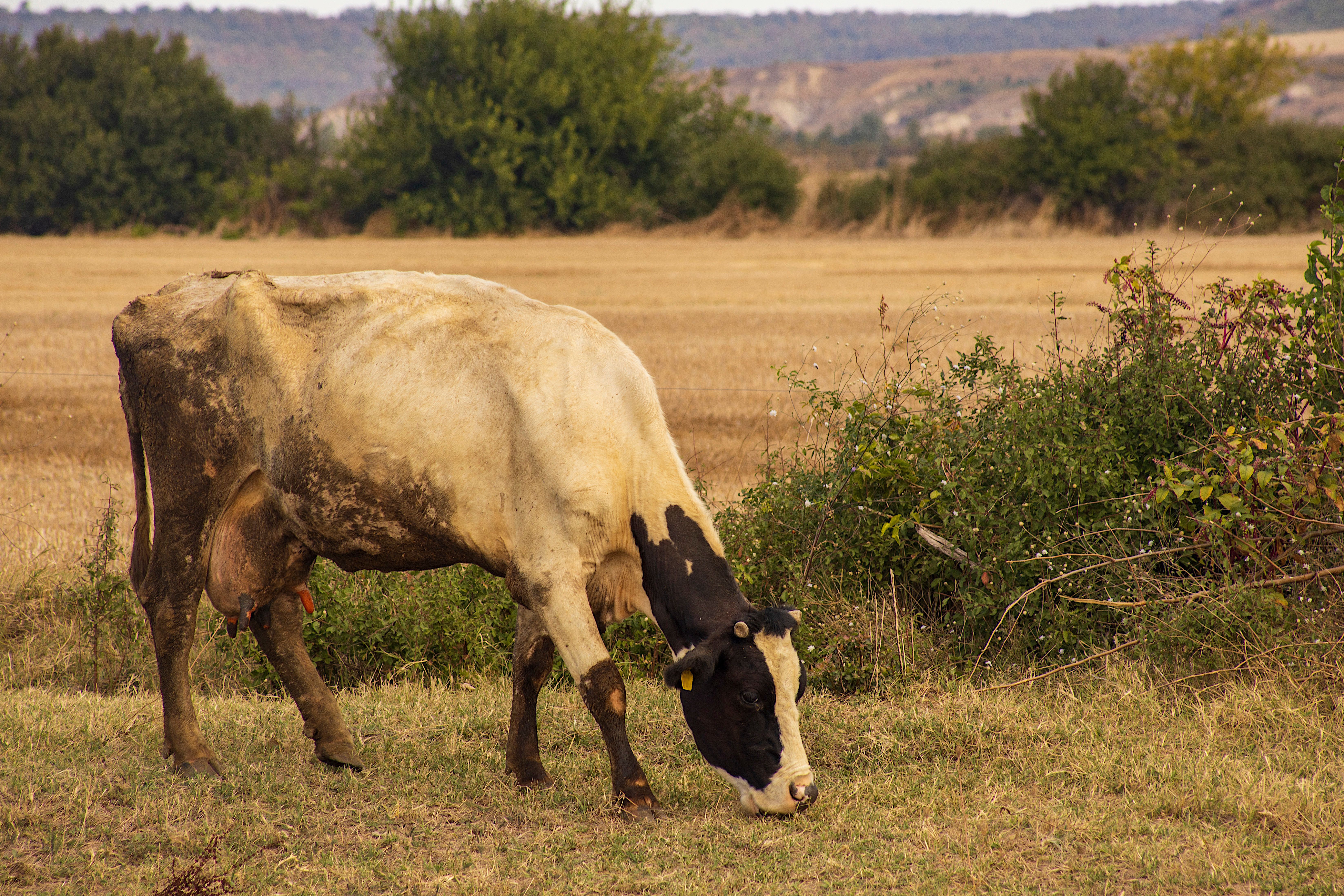 Shallow Focus Photo of Brown Cow · Free Stock Photo