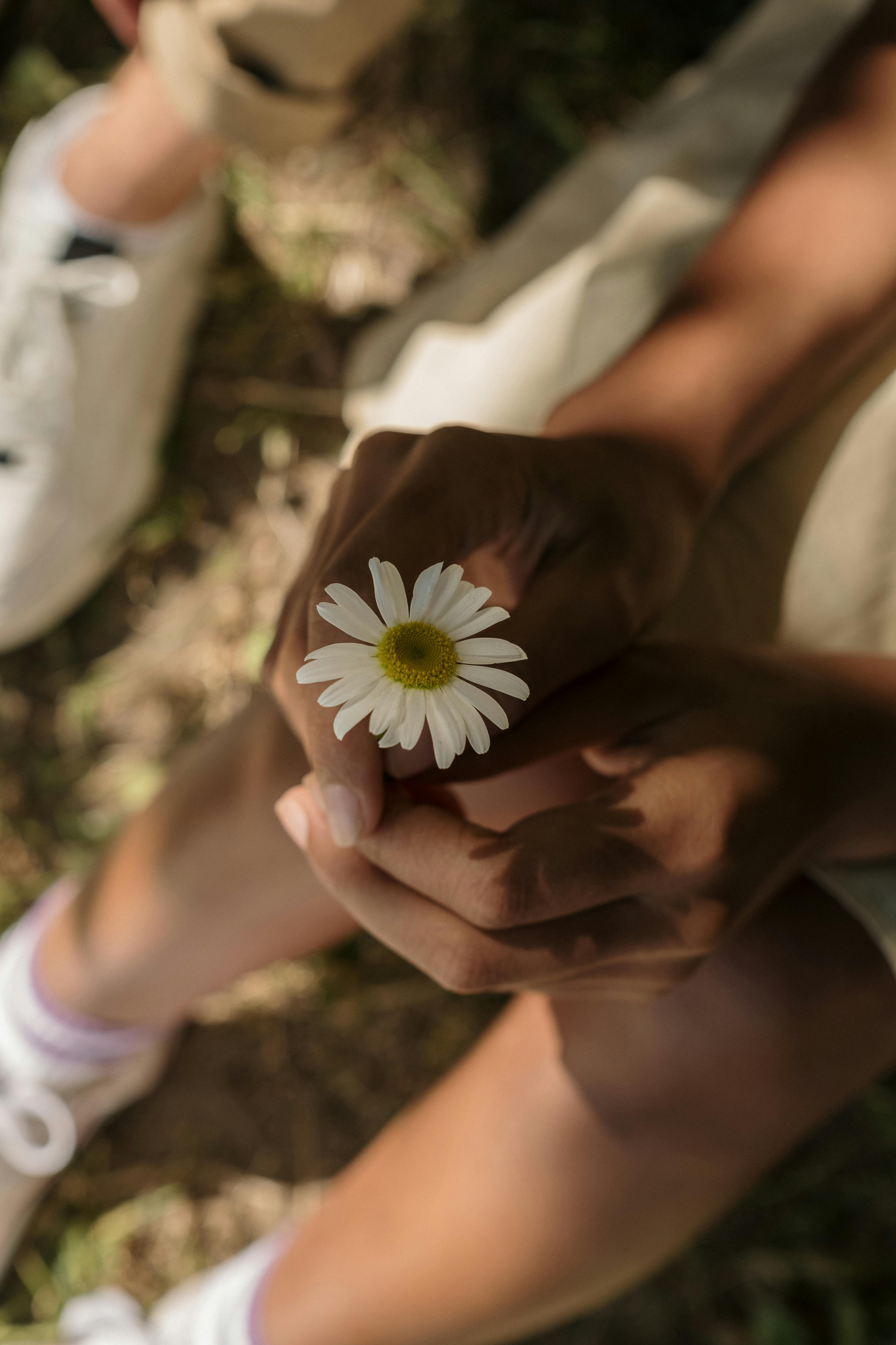 Person Holding White Daisy Flower · Free Stock Photo