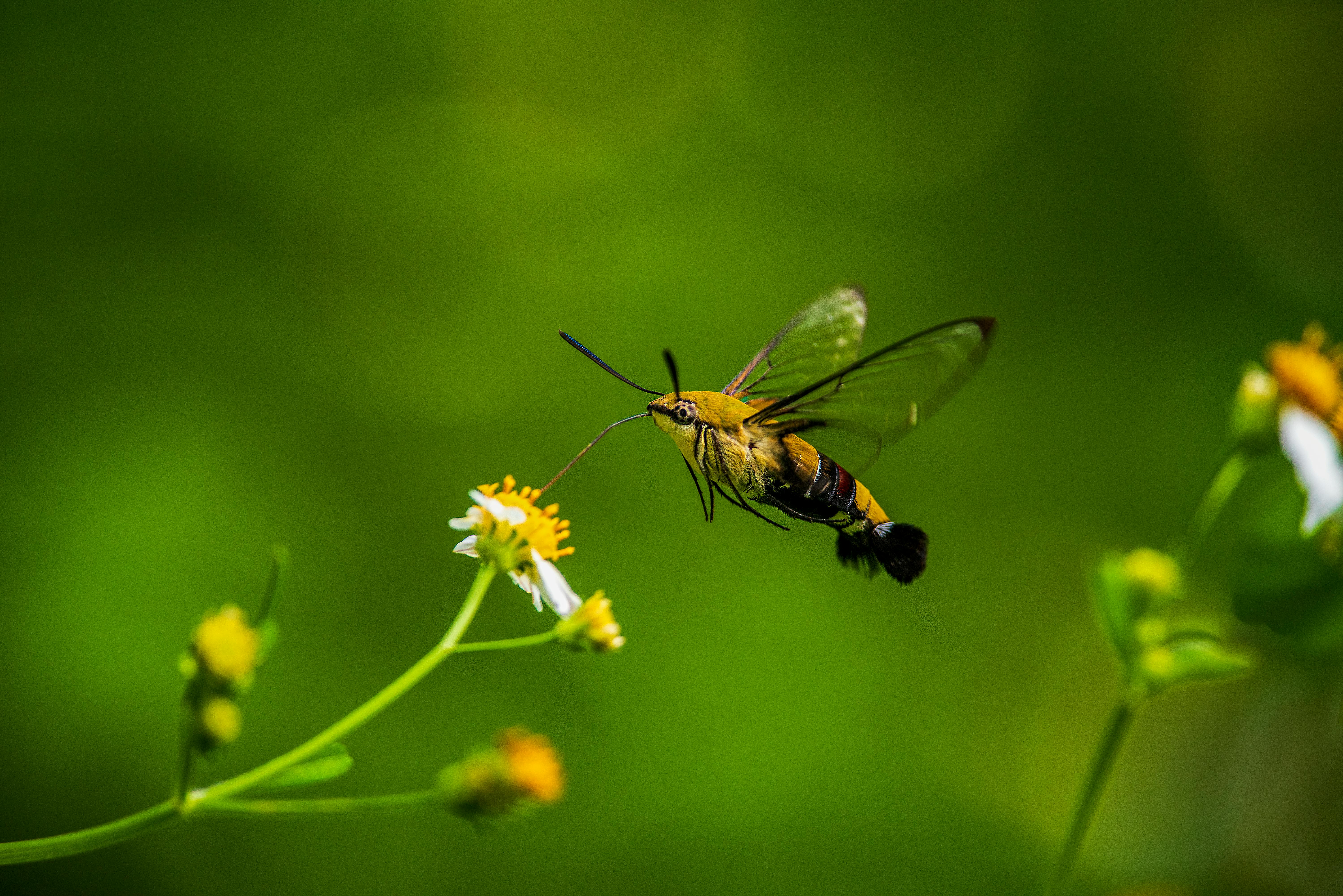 Close Up Photo of Pellucid Hawk Moth · Free Stock Photo