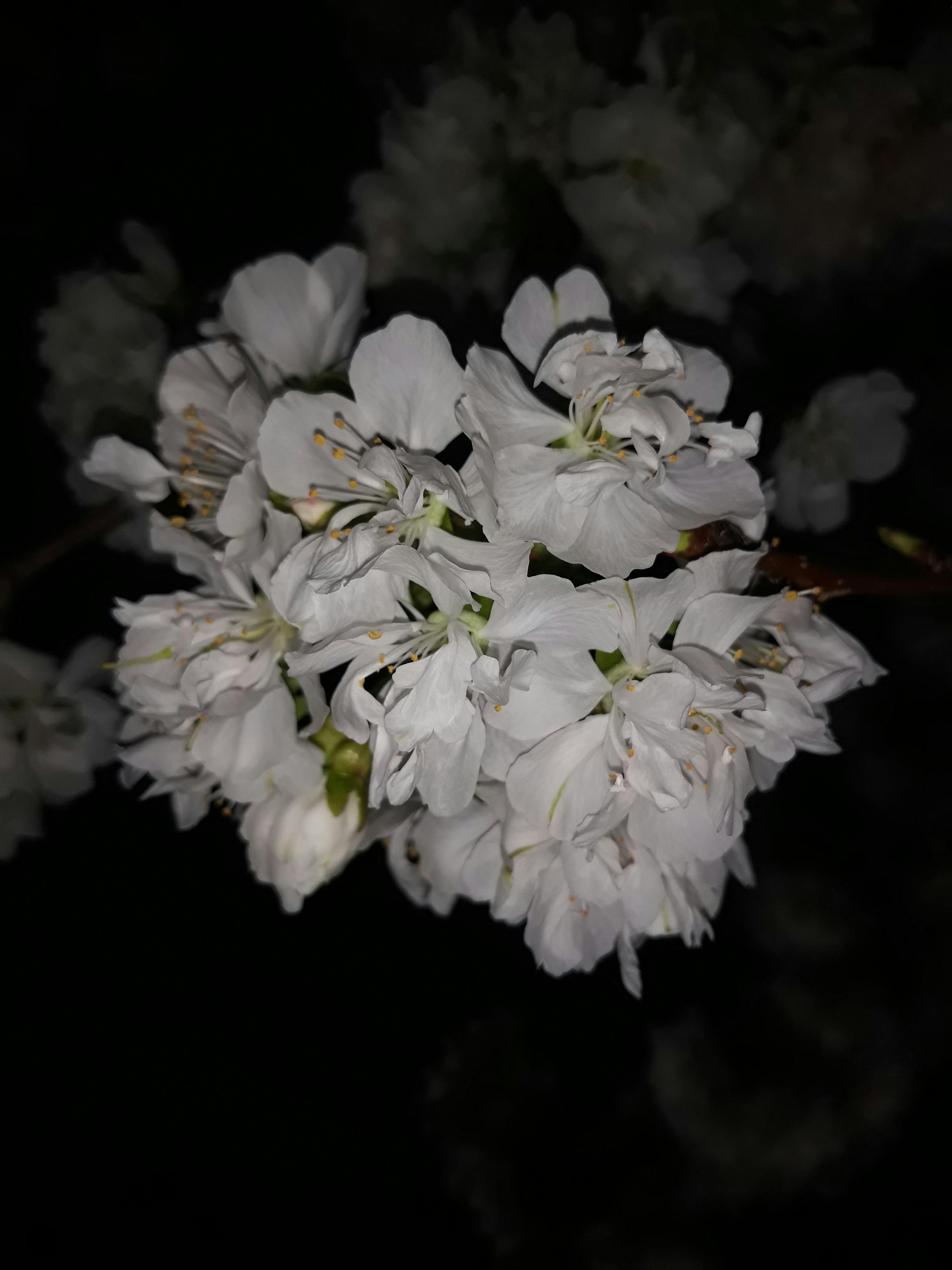 Flowers 6 Photos & Videos Collected by Moli B