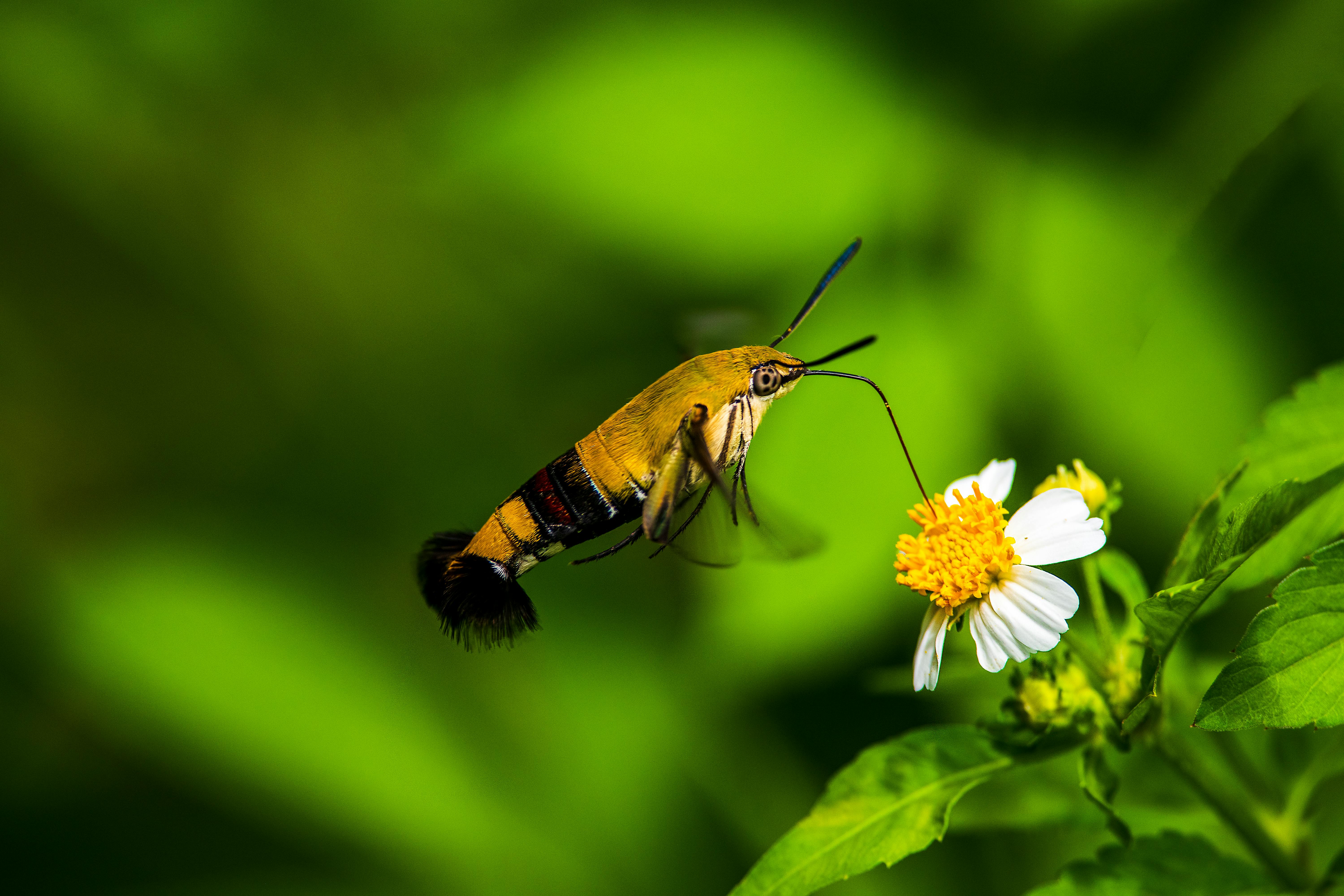 Pellucid Hawk Moth in Close-Up Photography · Free Stock Photo