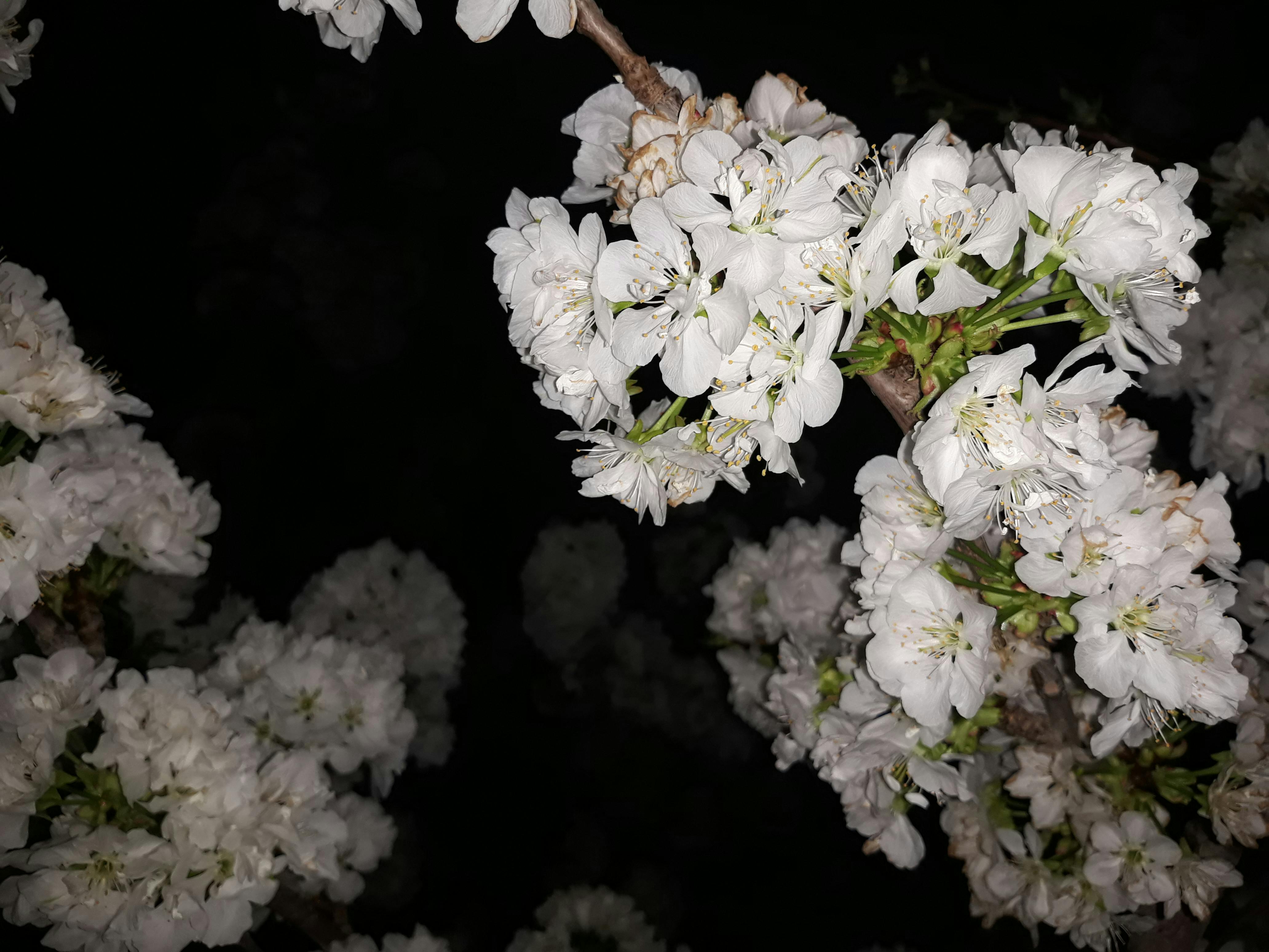 Flowers 6 Photos & Videos Collected by Moli B