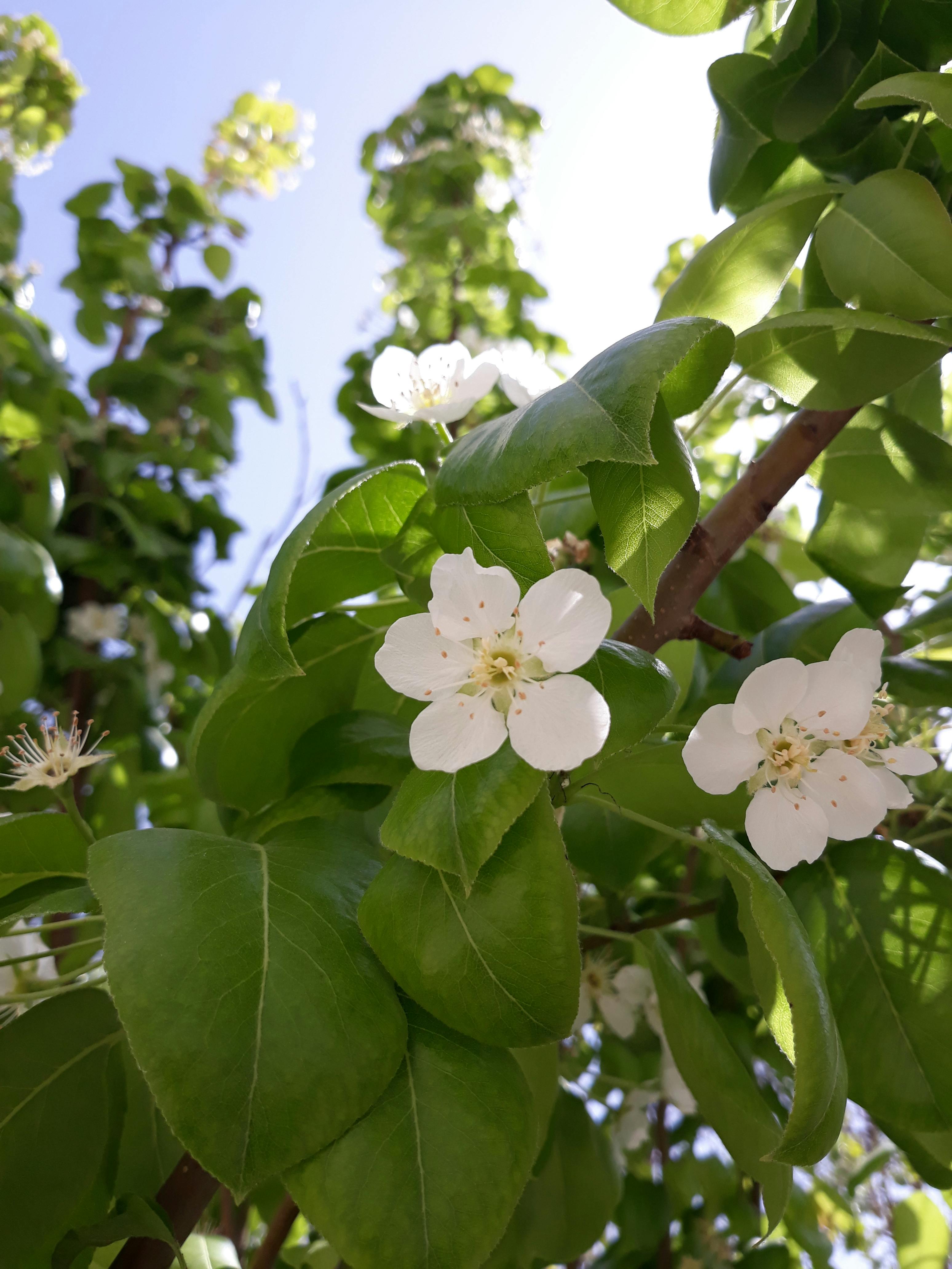 Flowers 6 Photos & Videos Collected by Moli B