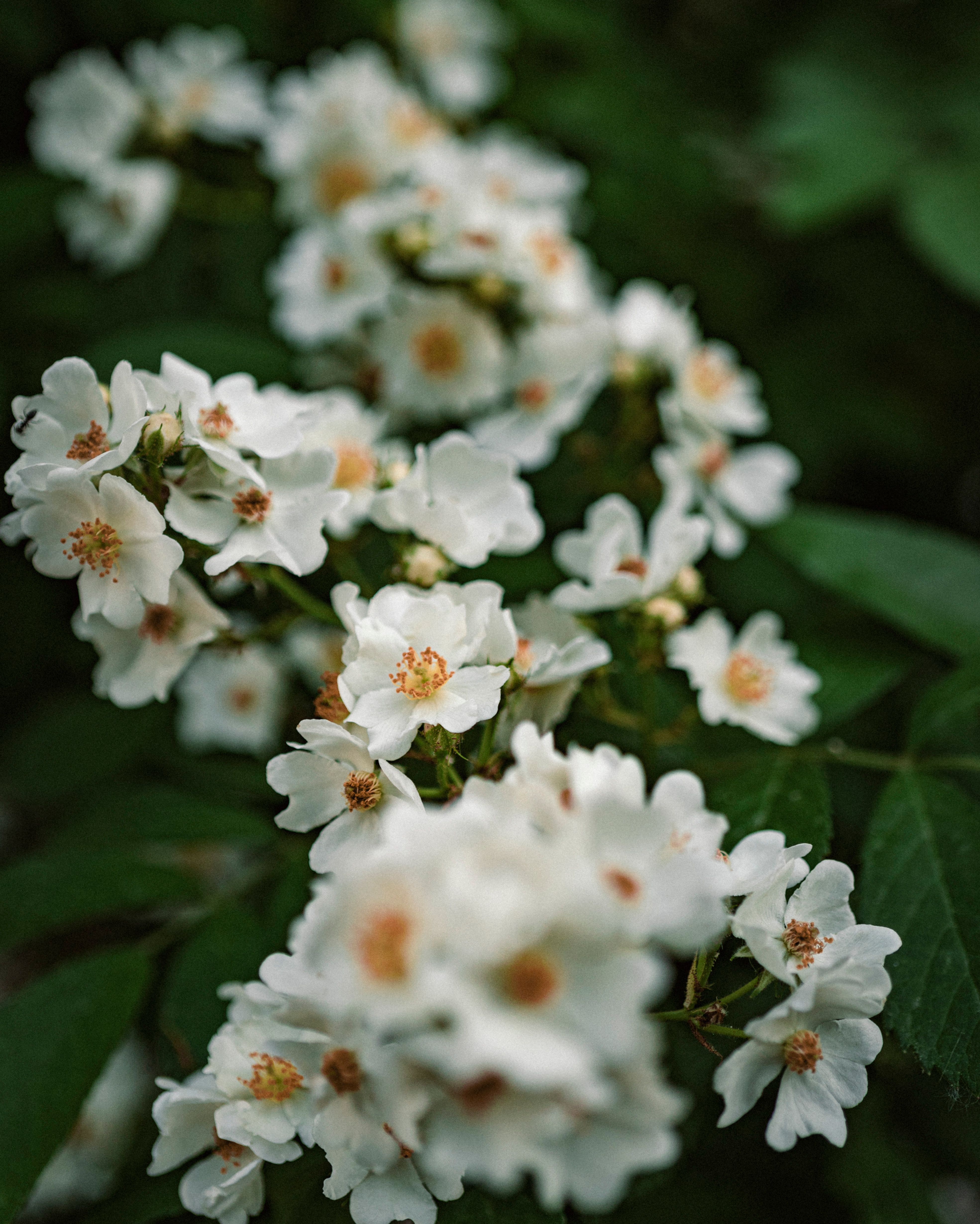 Angels Breath Flowers Reflection over a Mirror · Free Stock Photo