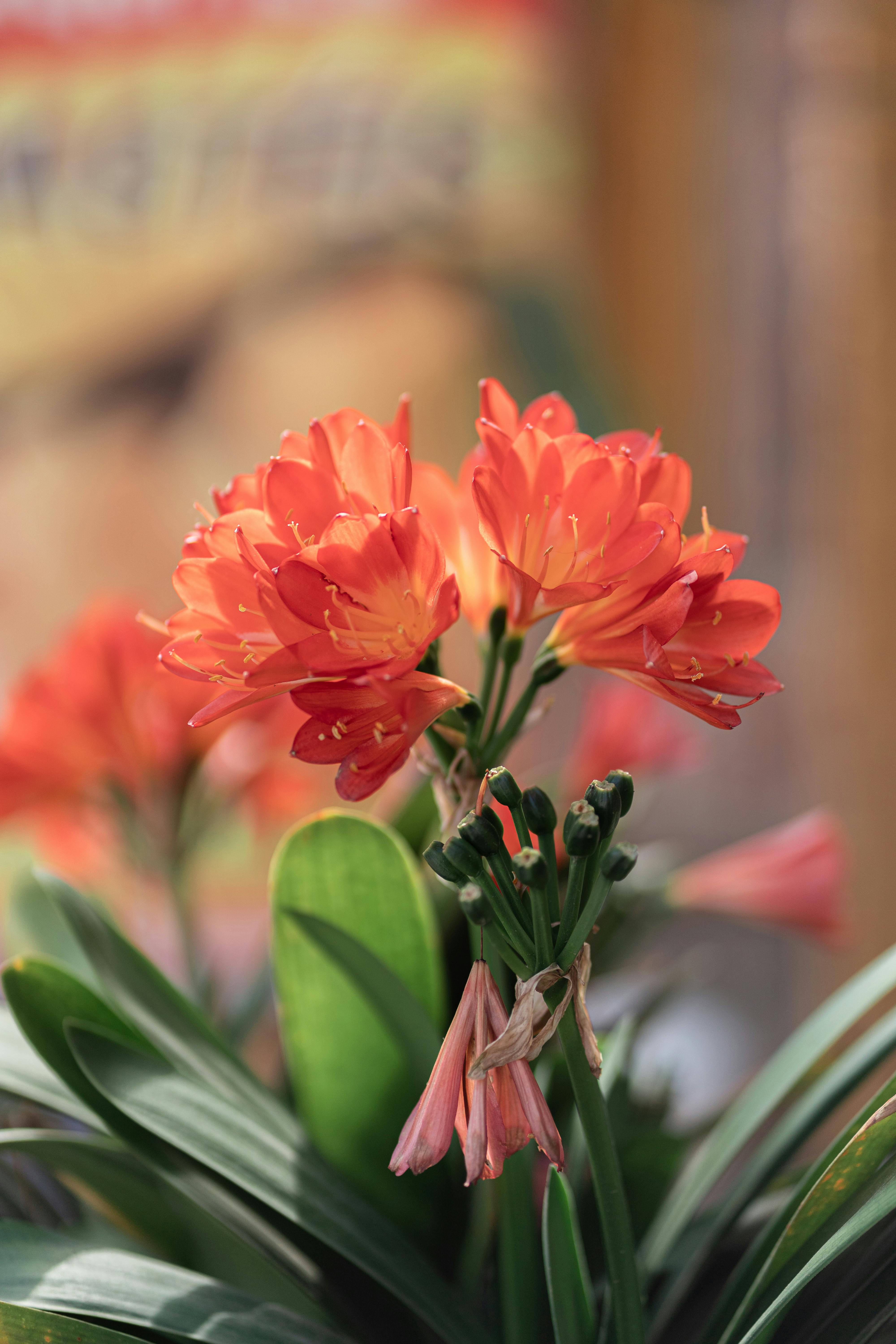 Red Flowers in Close Up Photography · Free Stock Photo