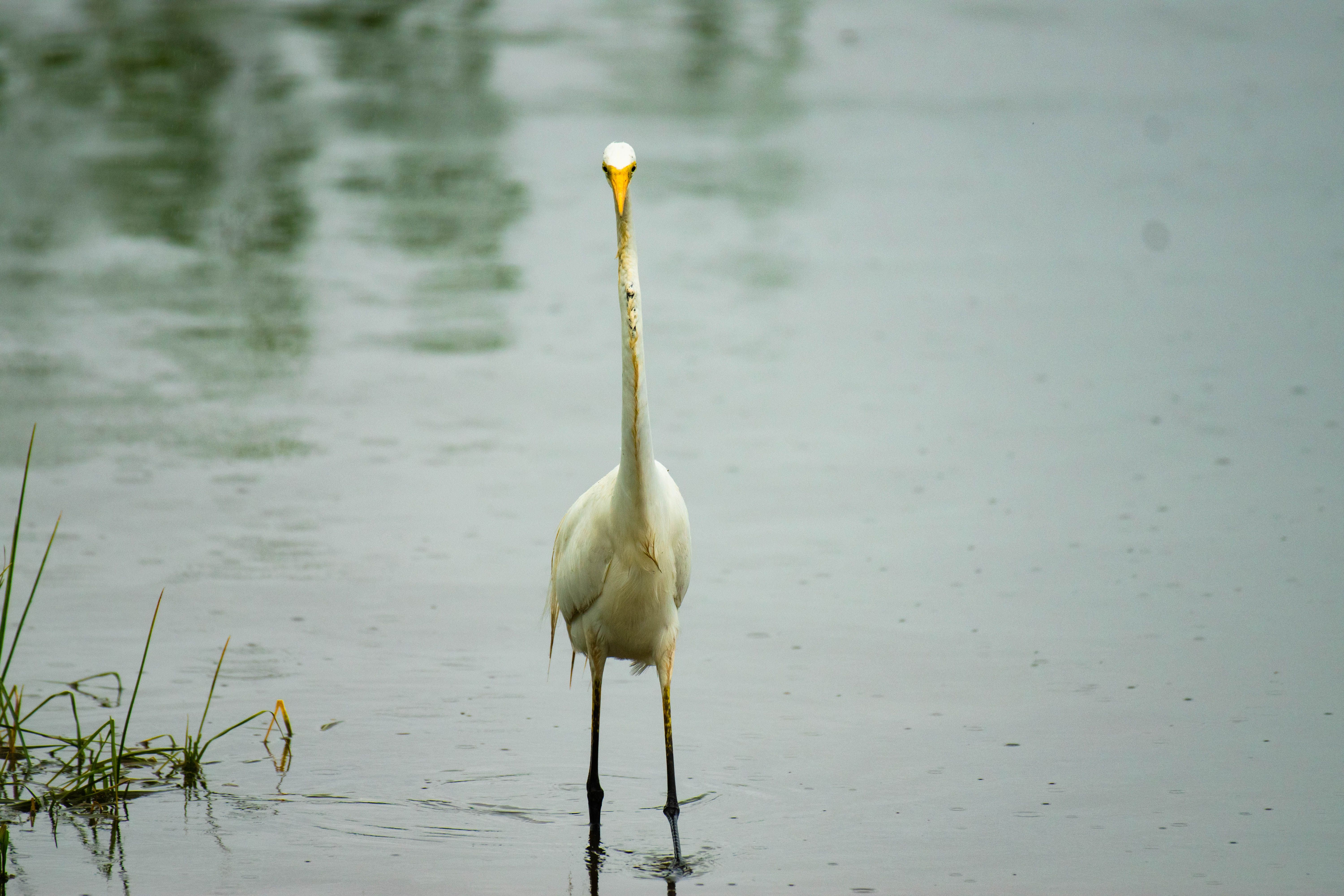 Photo of Great Egret Standing on Grass Near Body of Water · Free Stock ...