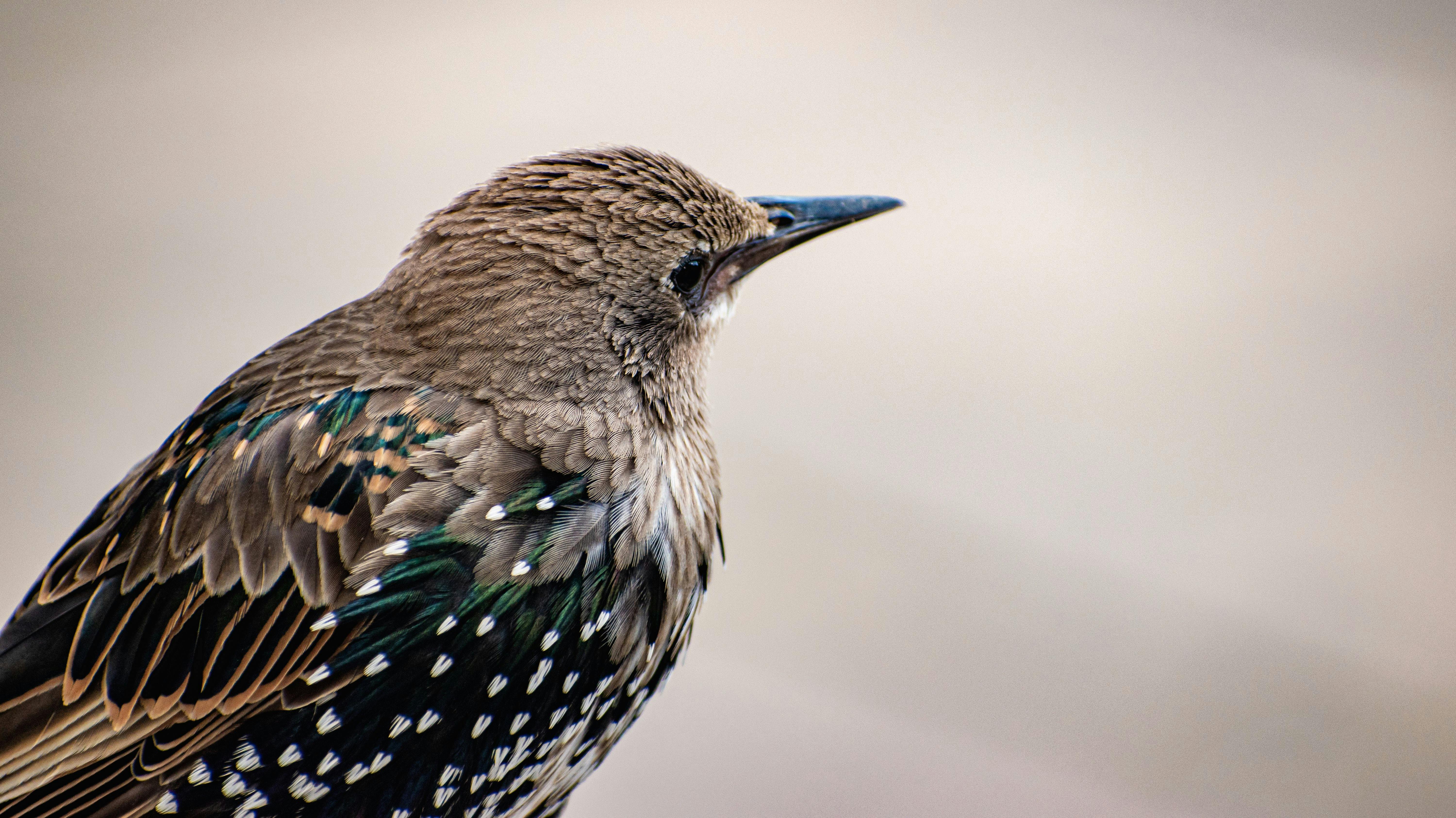 Starling Bird in Close Up Photography · Free Stock Photo