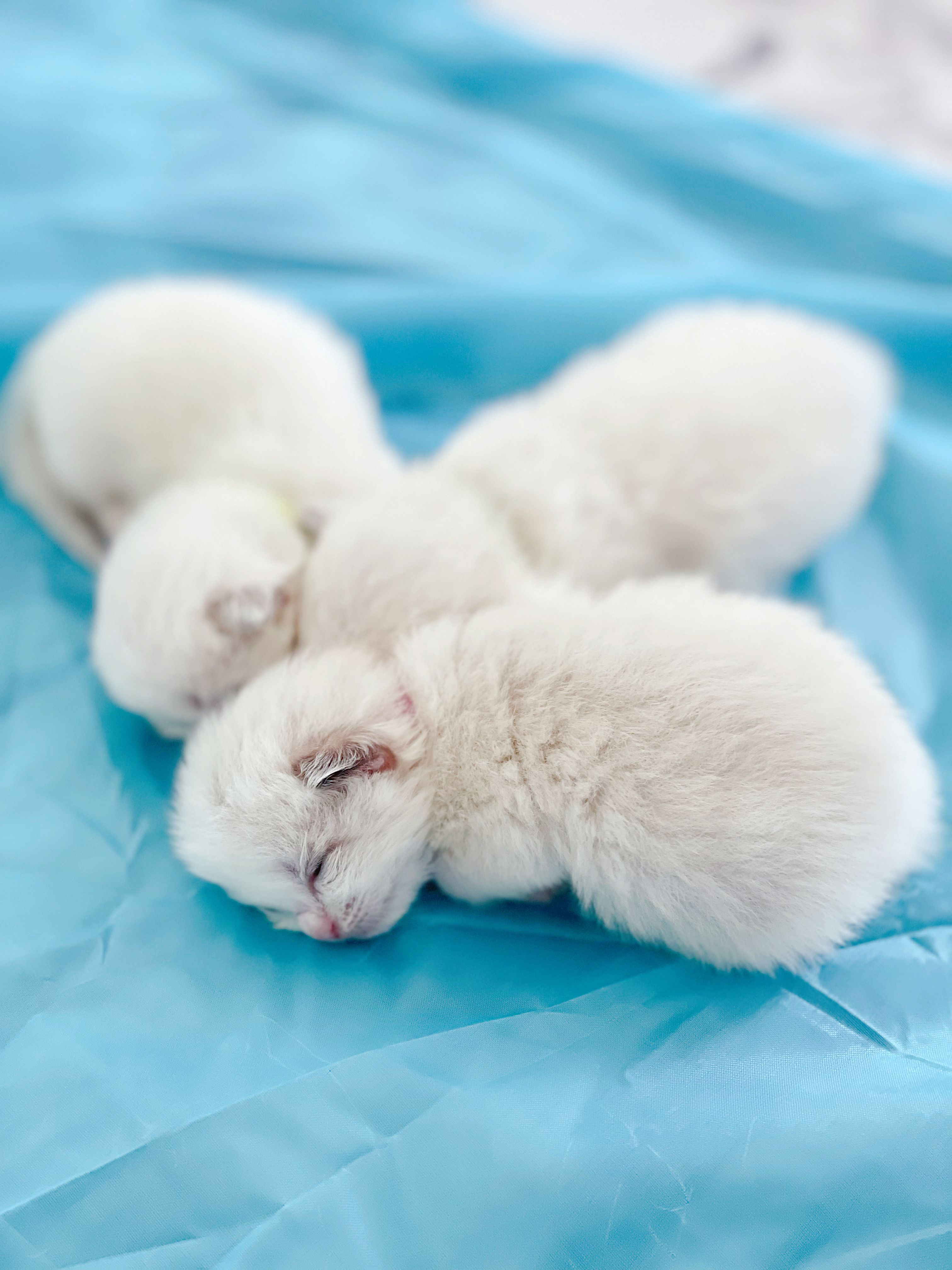 Adorable Kittens Photos, Download The BEST Free Adorable Kittens Stock ...