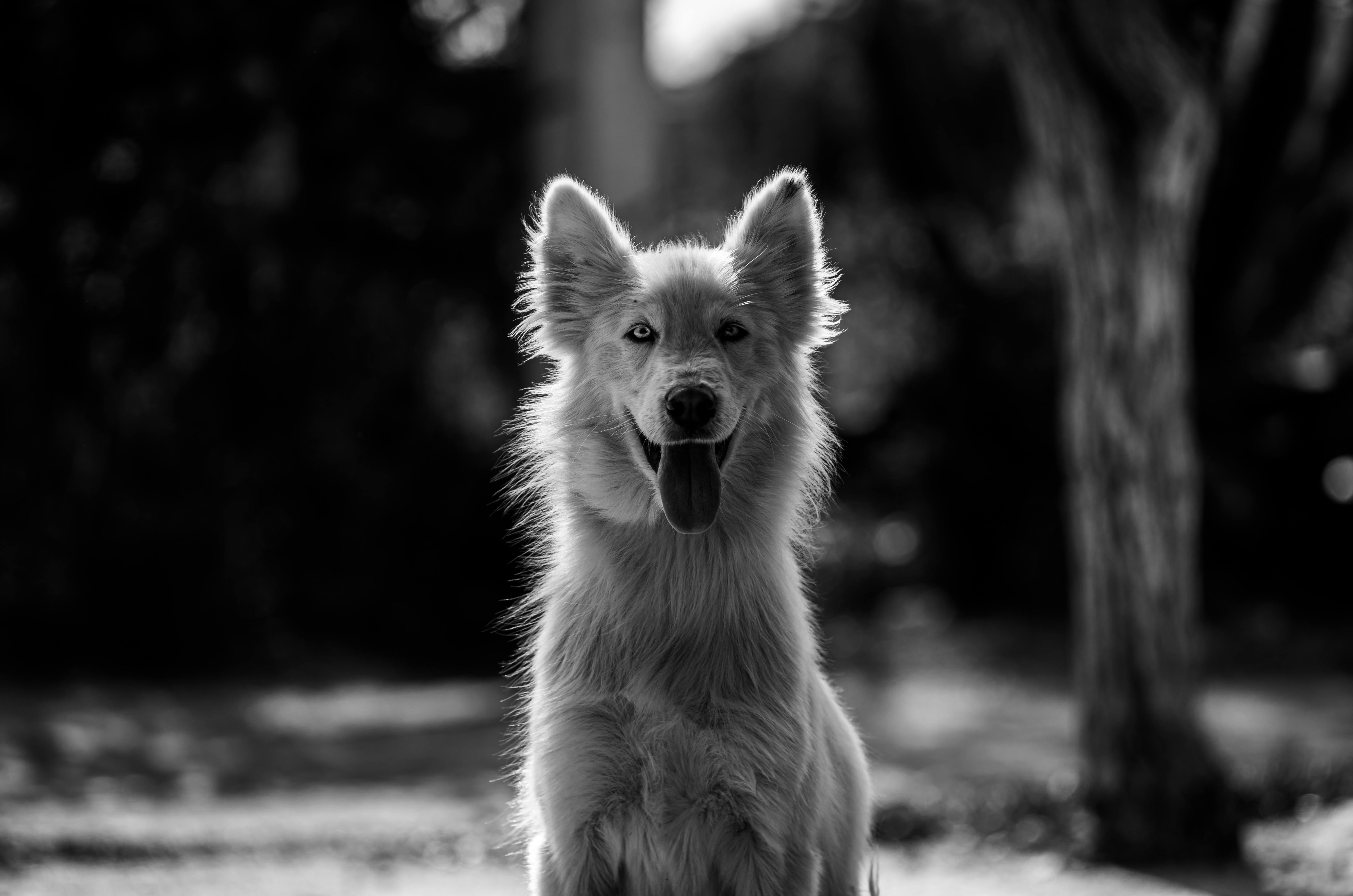 Grayscale Photo of a Dog · Free Stock Photo