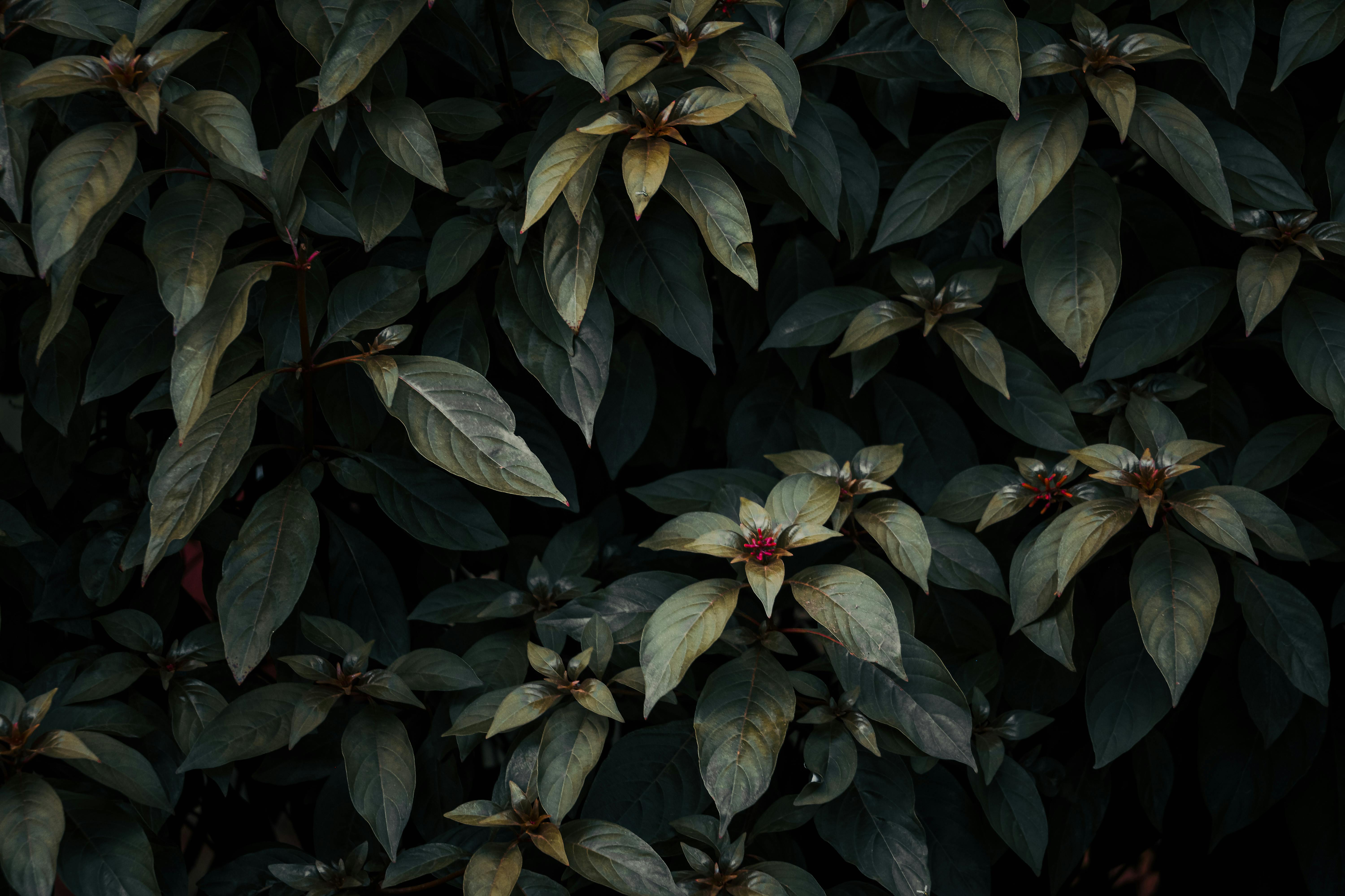 Plants with Dark Green Leaves · Free Stock Photo