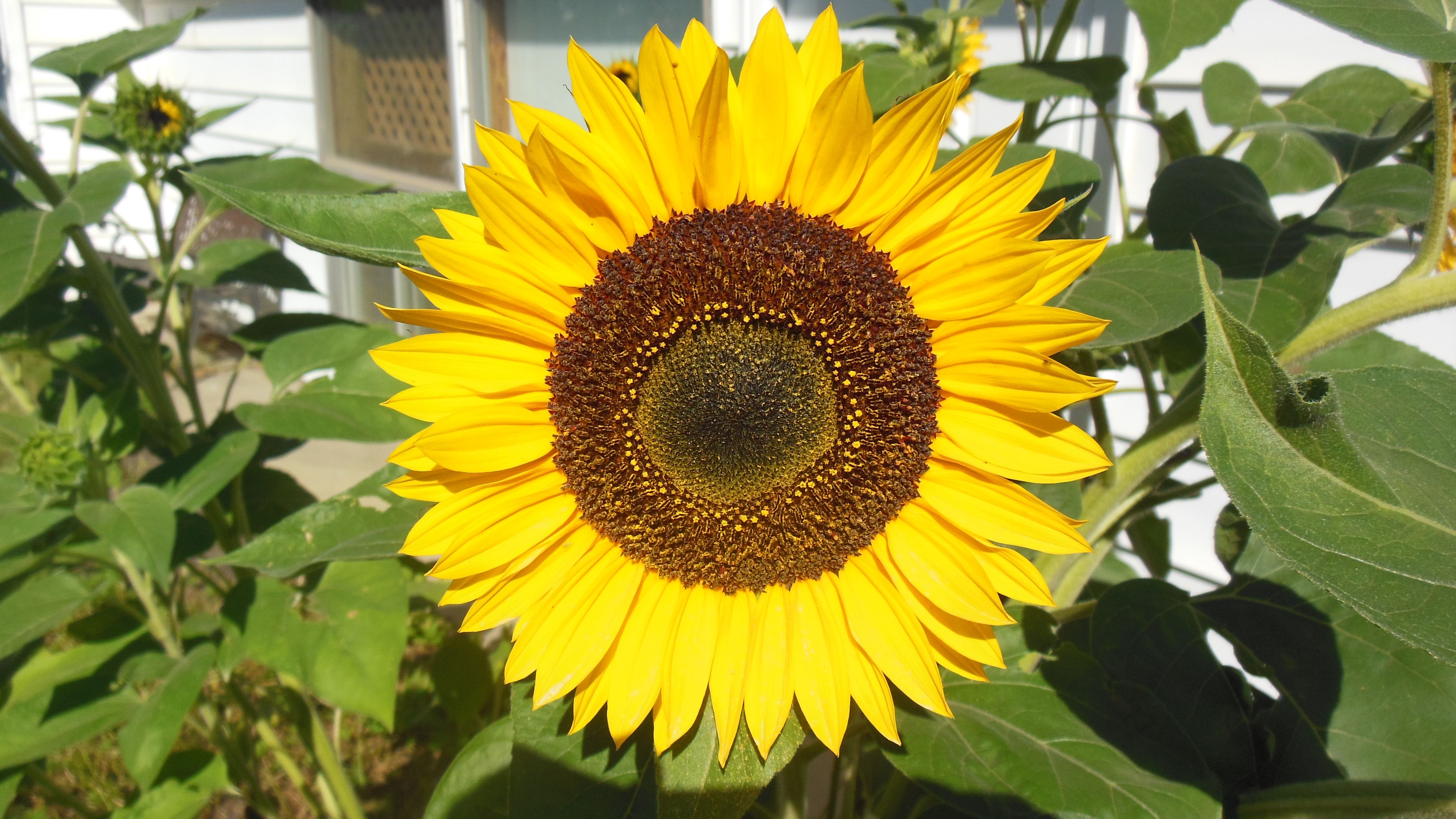 Free stock photo of Sunshine Flower In The Garden