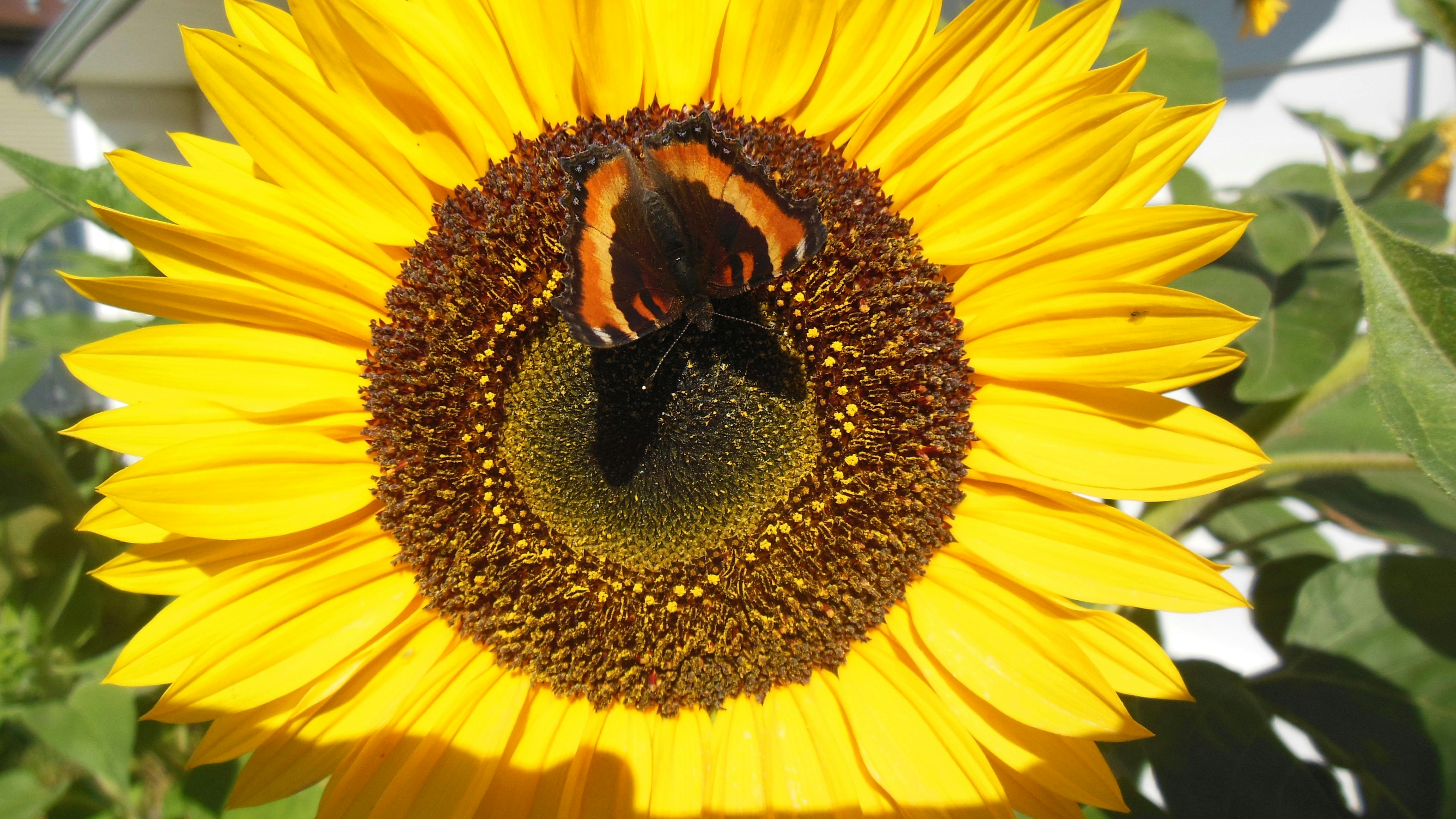 Free stock photo of pretty lady butterfly, sunflower beauty, turning ...