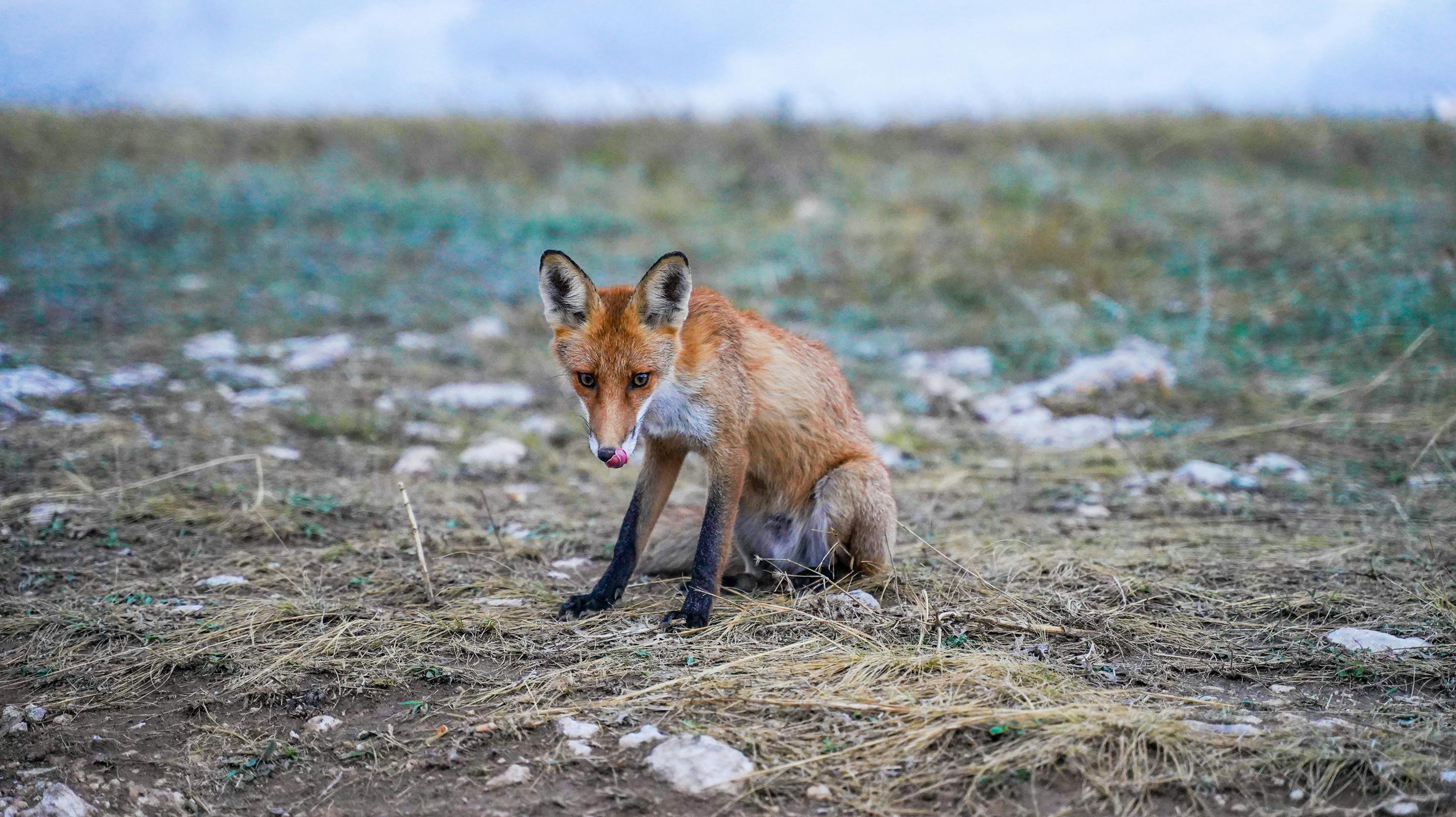 Fox Sitting on Ground in Field · Free Stock Photo