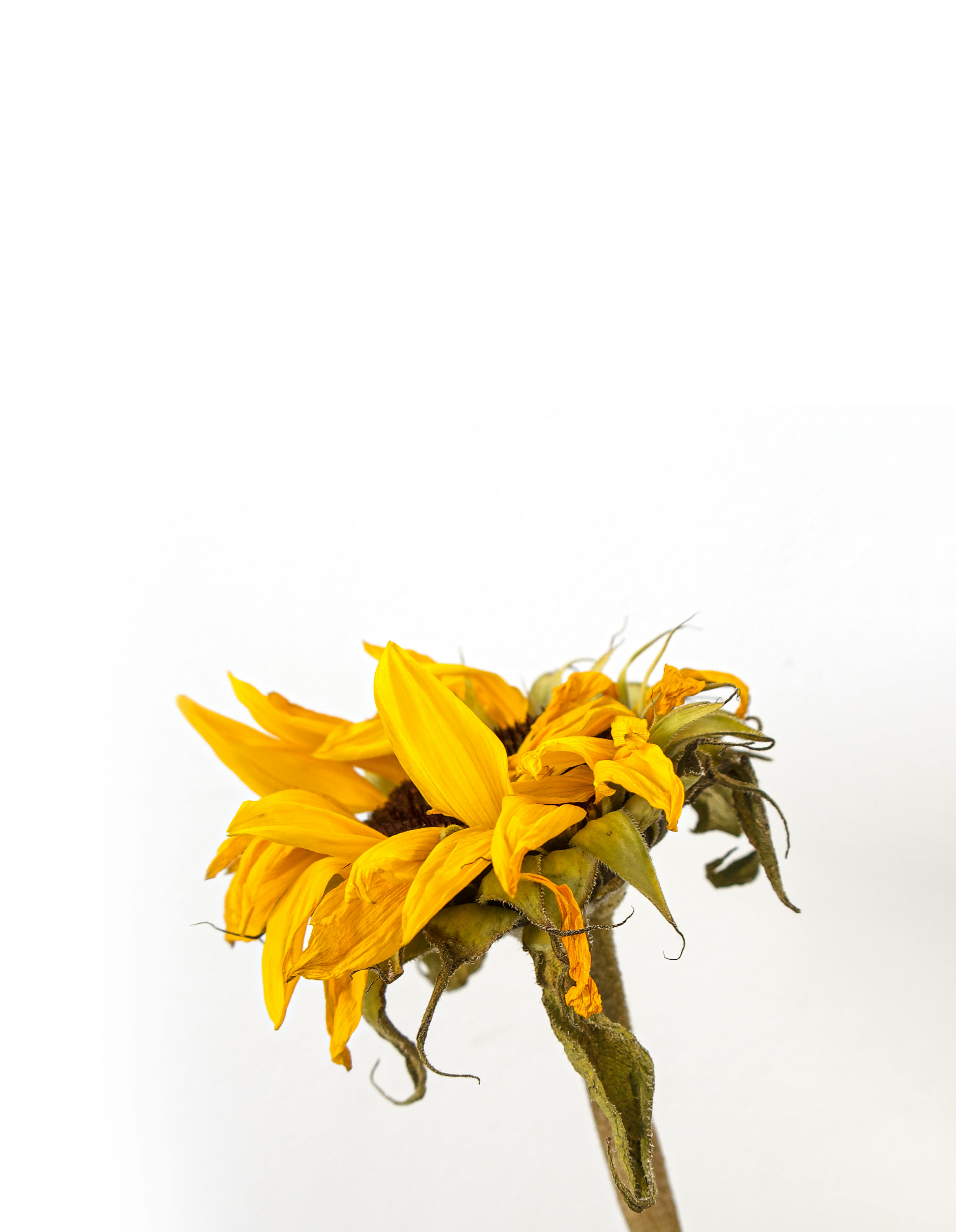 20+ Best Weakness Photos · 100% Free Download · Pexels Stock Photos