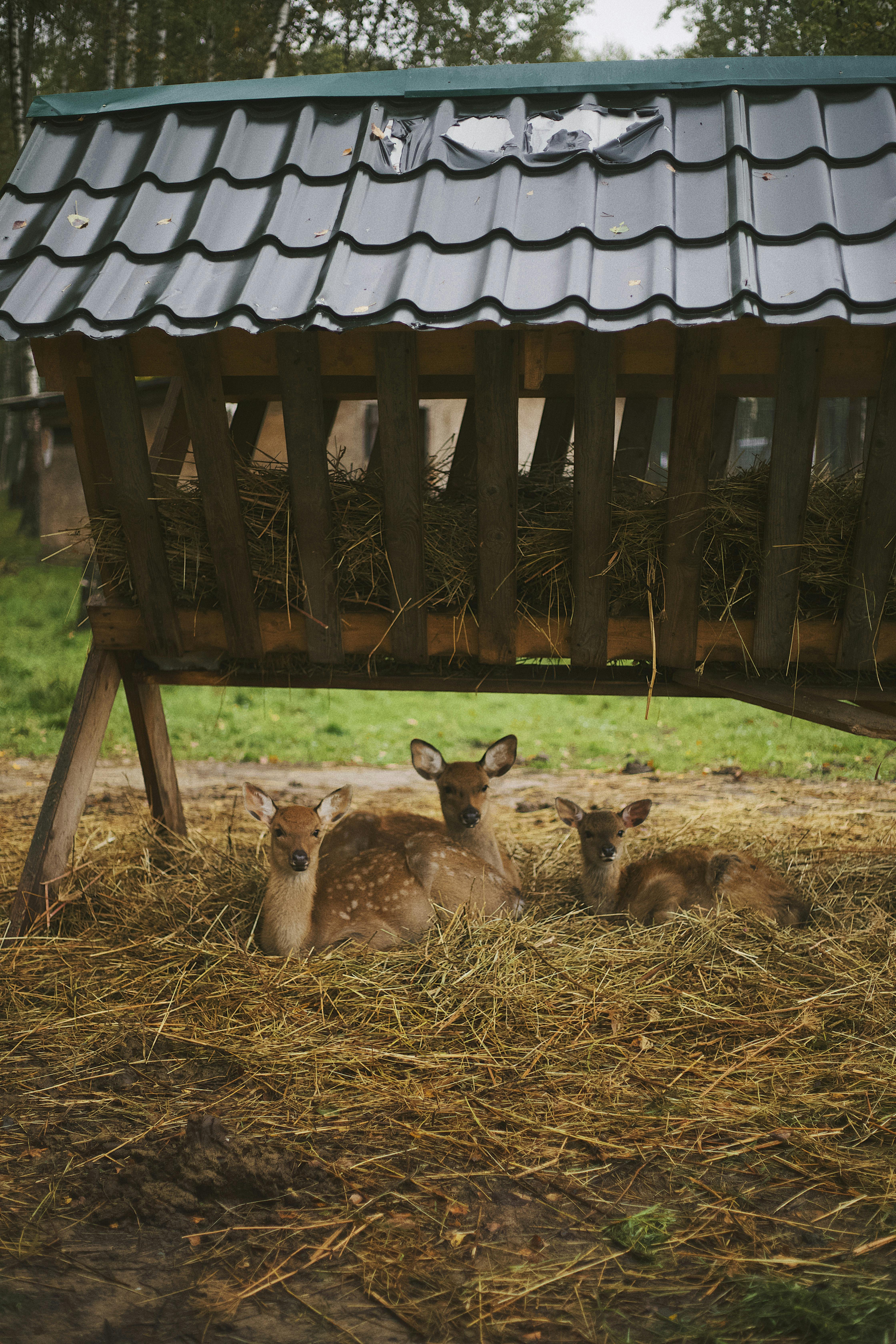Small fawns by feeding rack · Free Stock Photo