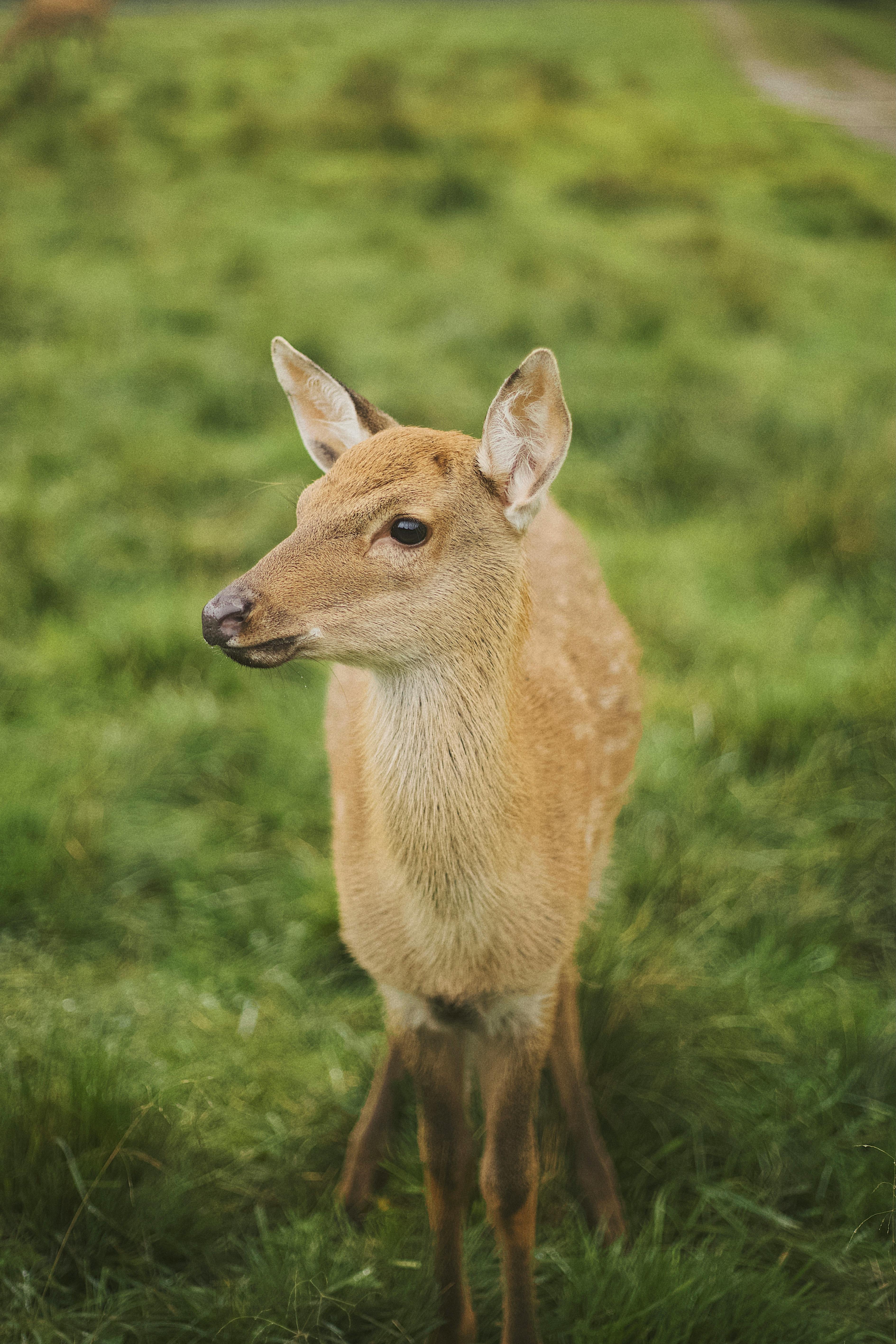 Deer Front' Photos, Download The BEST Free Deer Front' Stock Photos ...