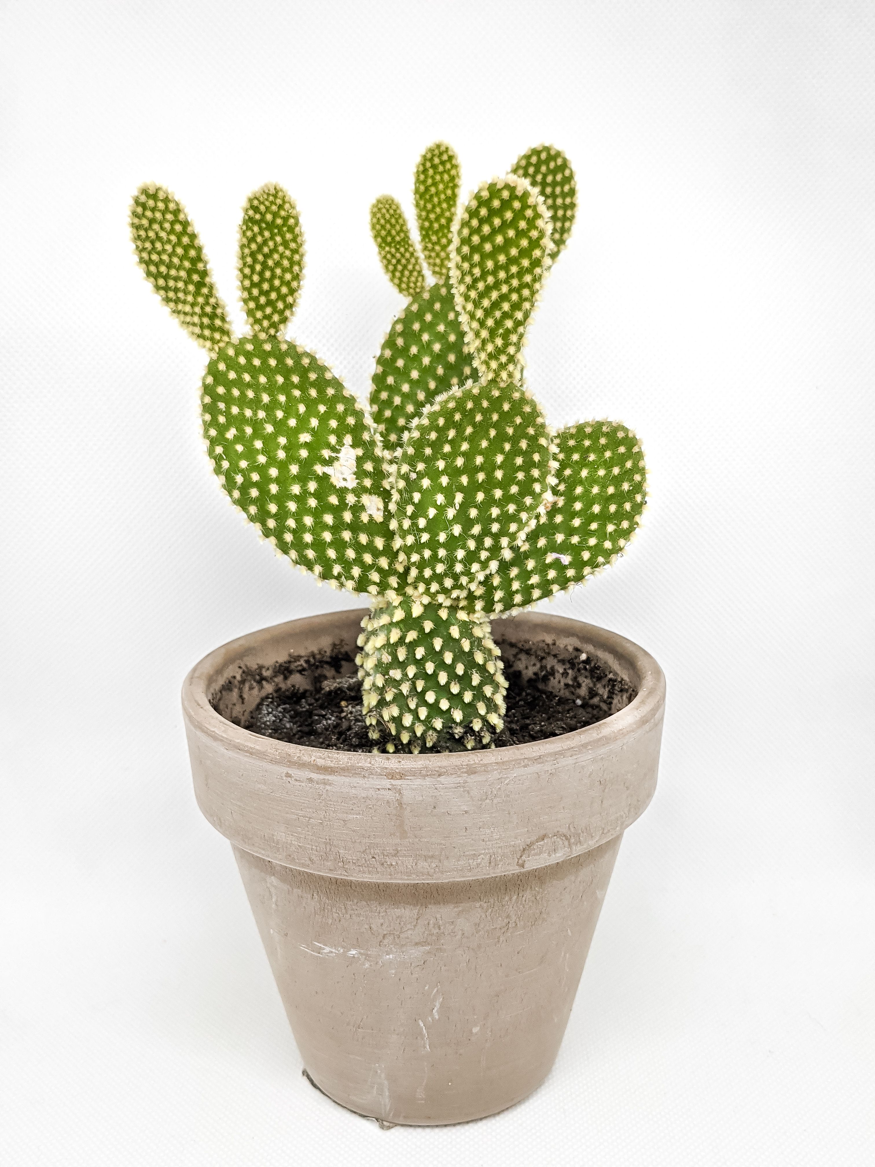 Angel Wings Cactus Photos, Download The BEST Free Angel Wings Cactus ...