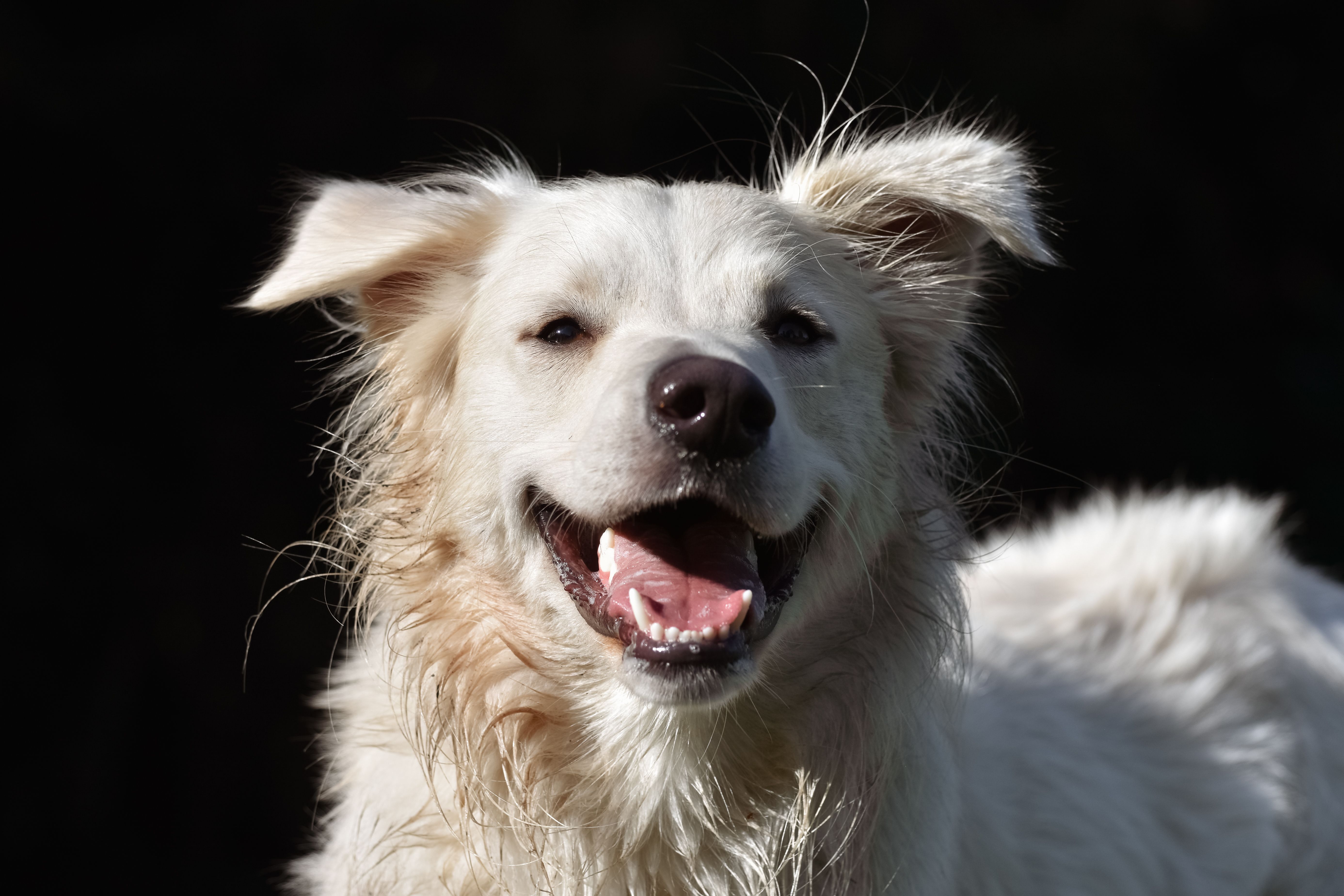 Close Up Photo of a White Dog · Free Stock Photo