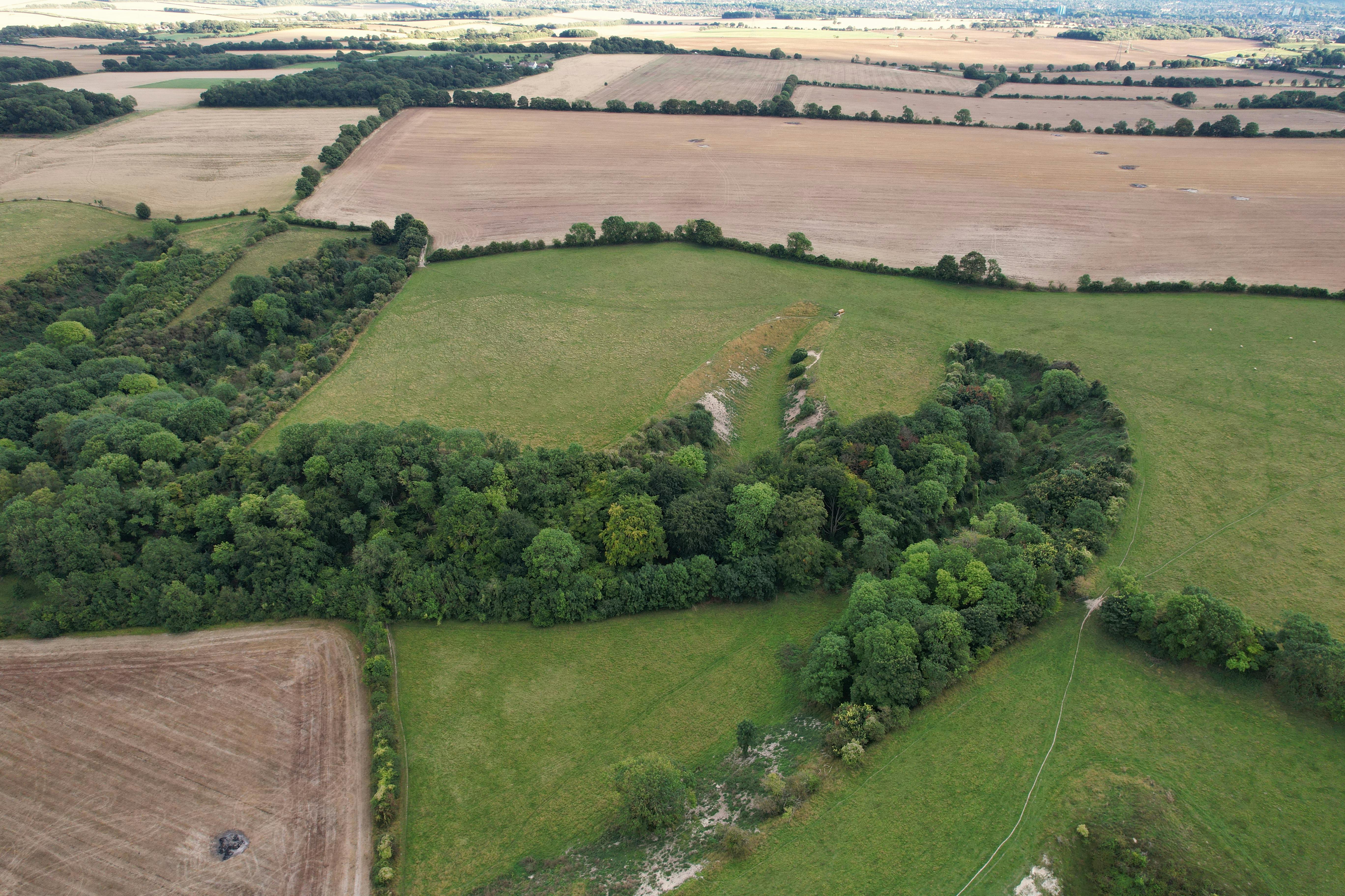 A Huge Cropland with Trees · Free Stock Photo