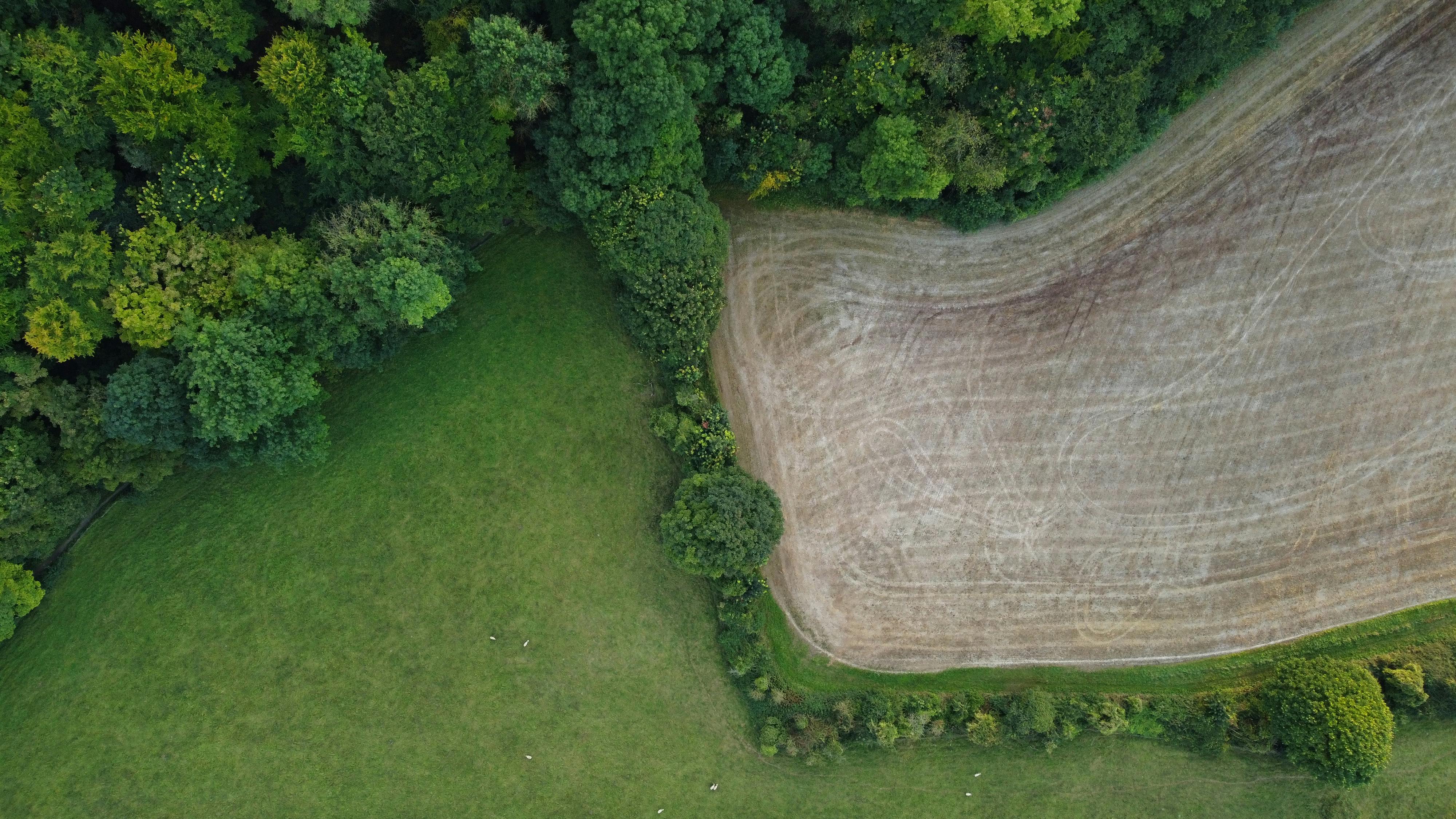 Top View of Trees and Grass Field · Free Stock Photo