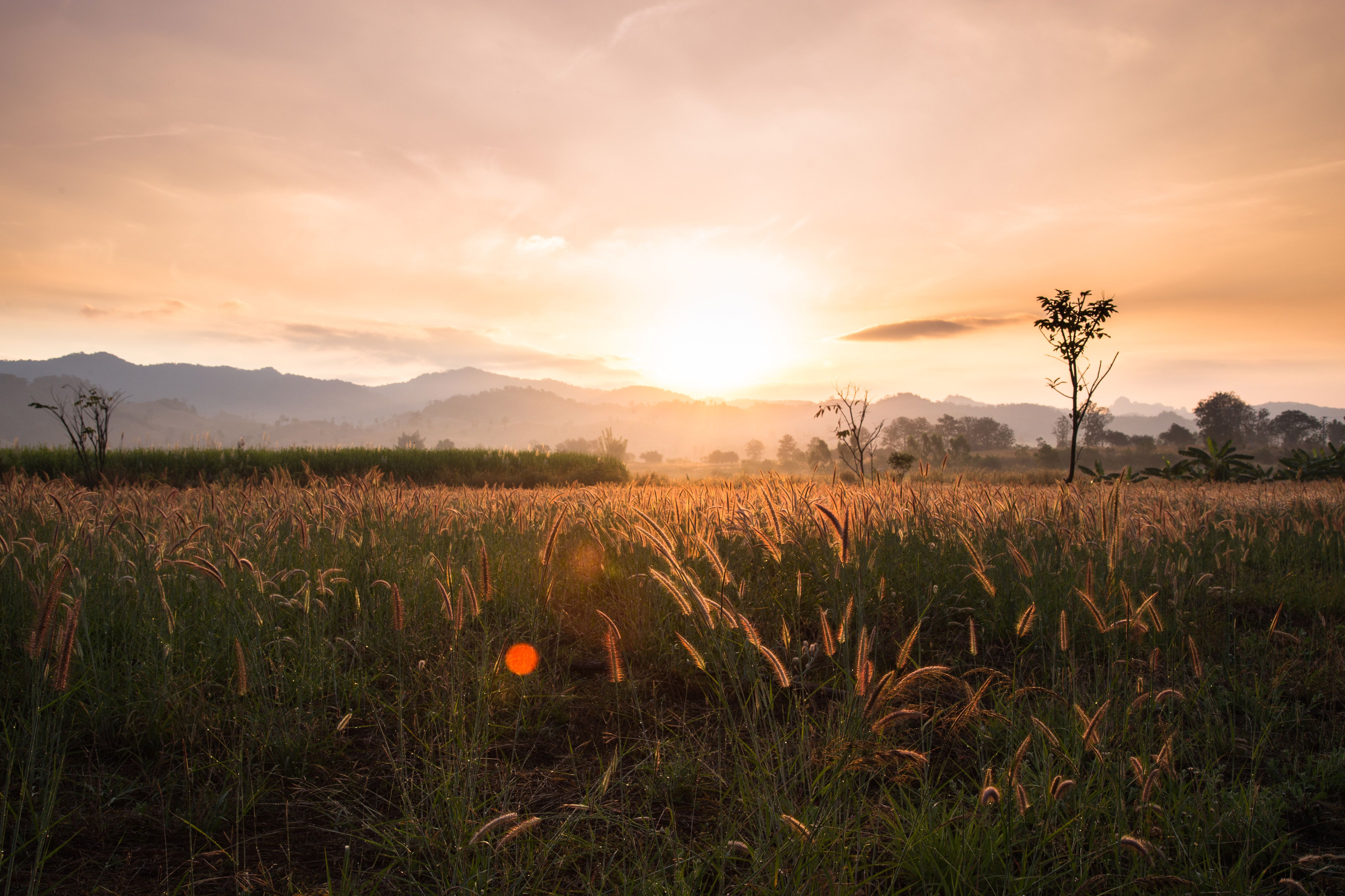 Scenic View of a Grassy Field · Free Stock Photo