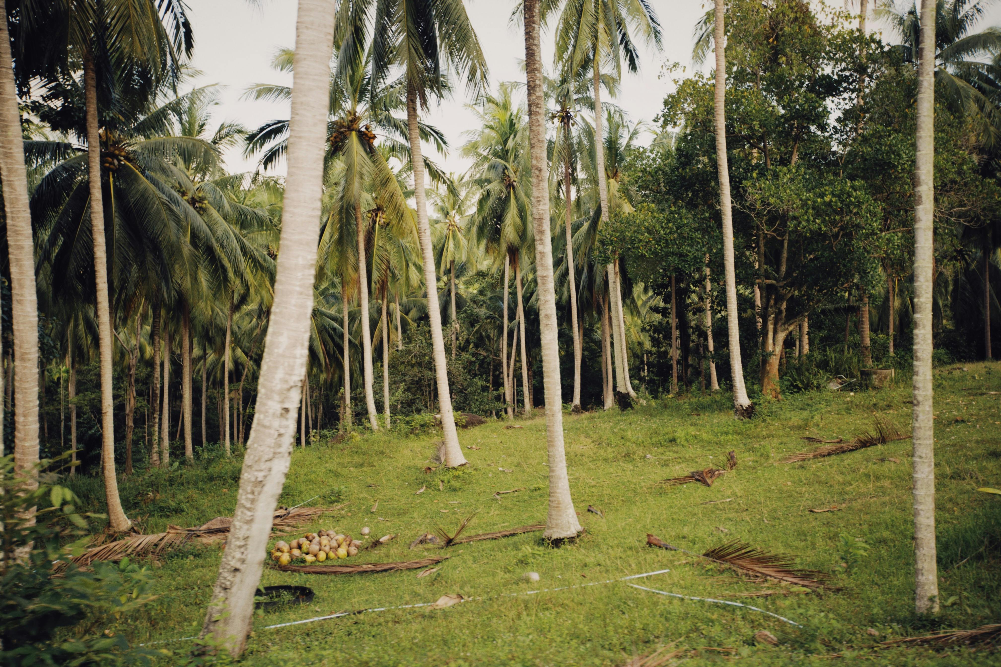 Coconut Farm Photos, Download The BEST Free Coconut Farm Stock Photos ...