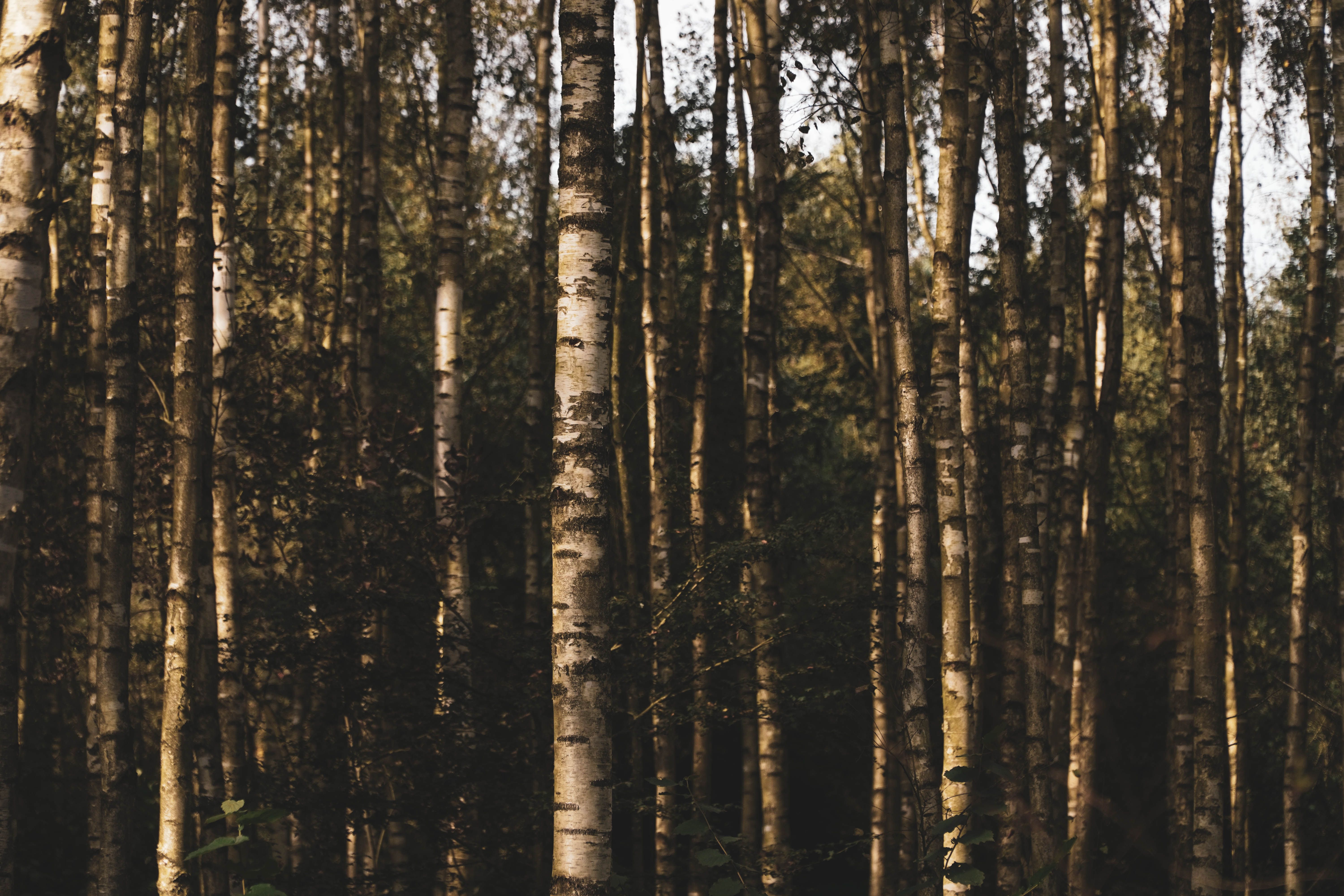 Brown Trees on the Field · Free Stock Photo
