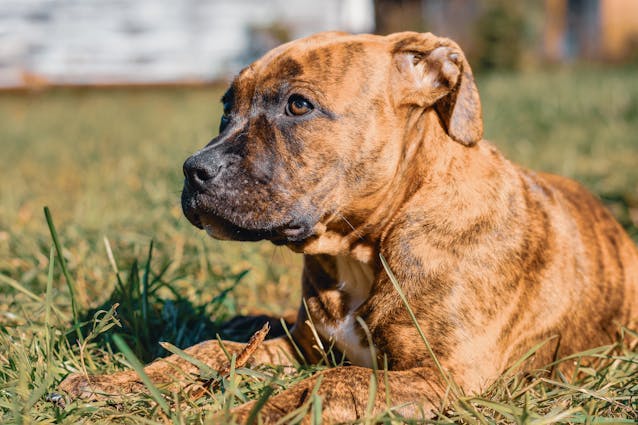 A Complete Guide to Apbt Xl: Health, Care, and Traits