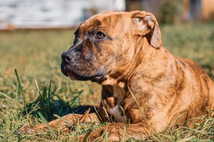 Understanding the American Staffordshire Terrier Mix Breed