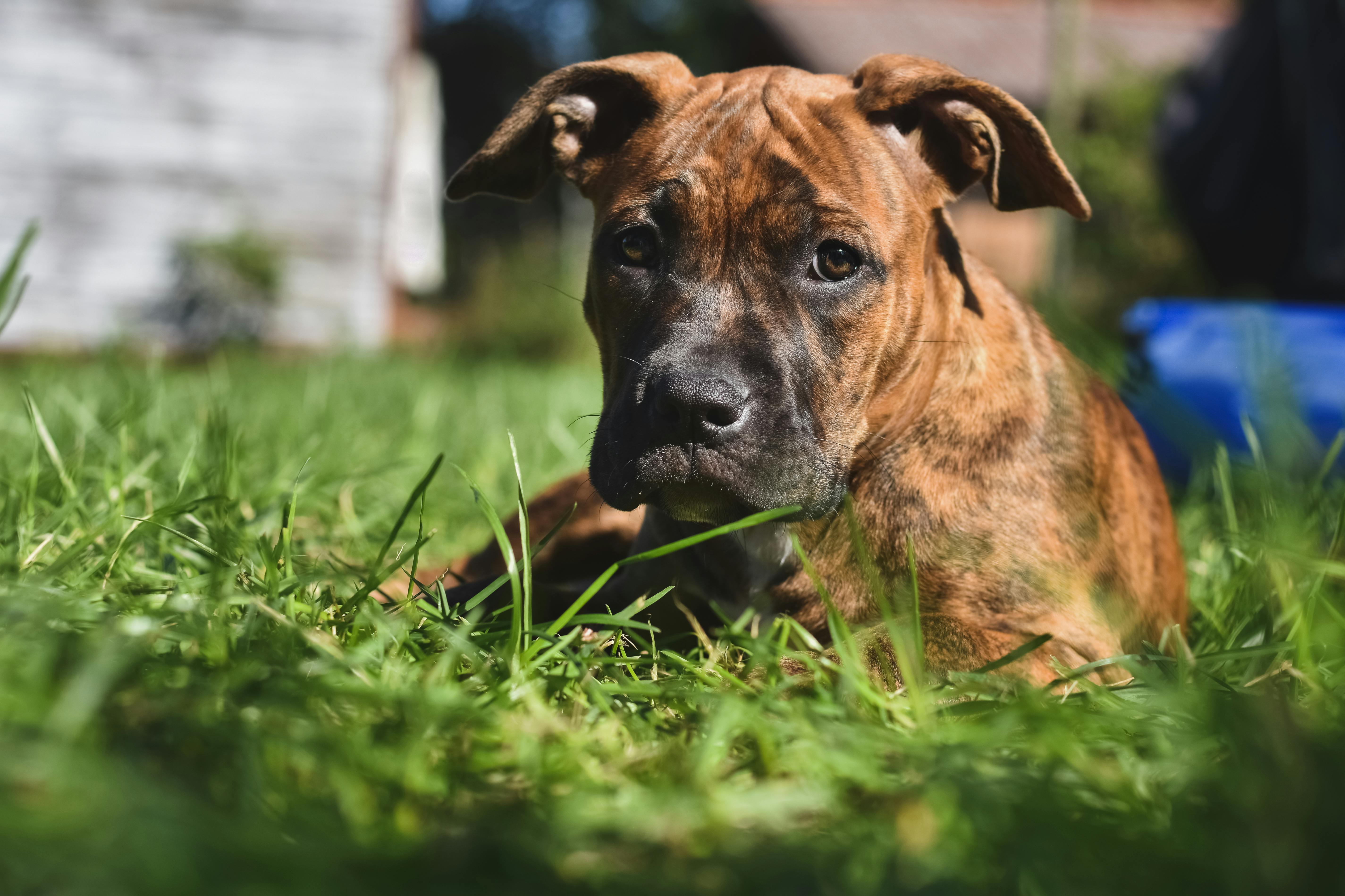Brown Long Coated Dog on Green Grass Field · Free Stock Photo