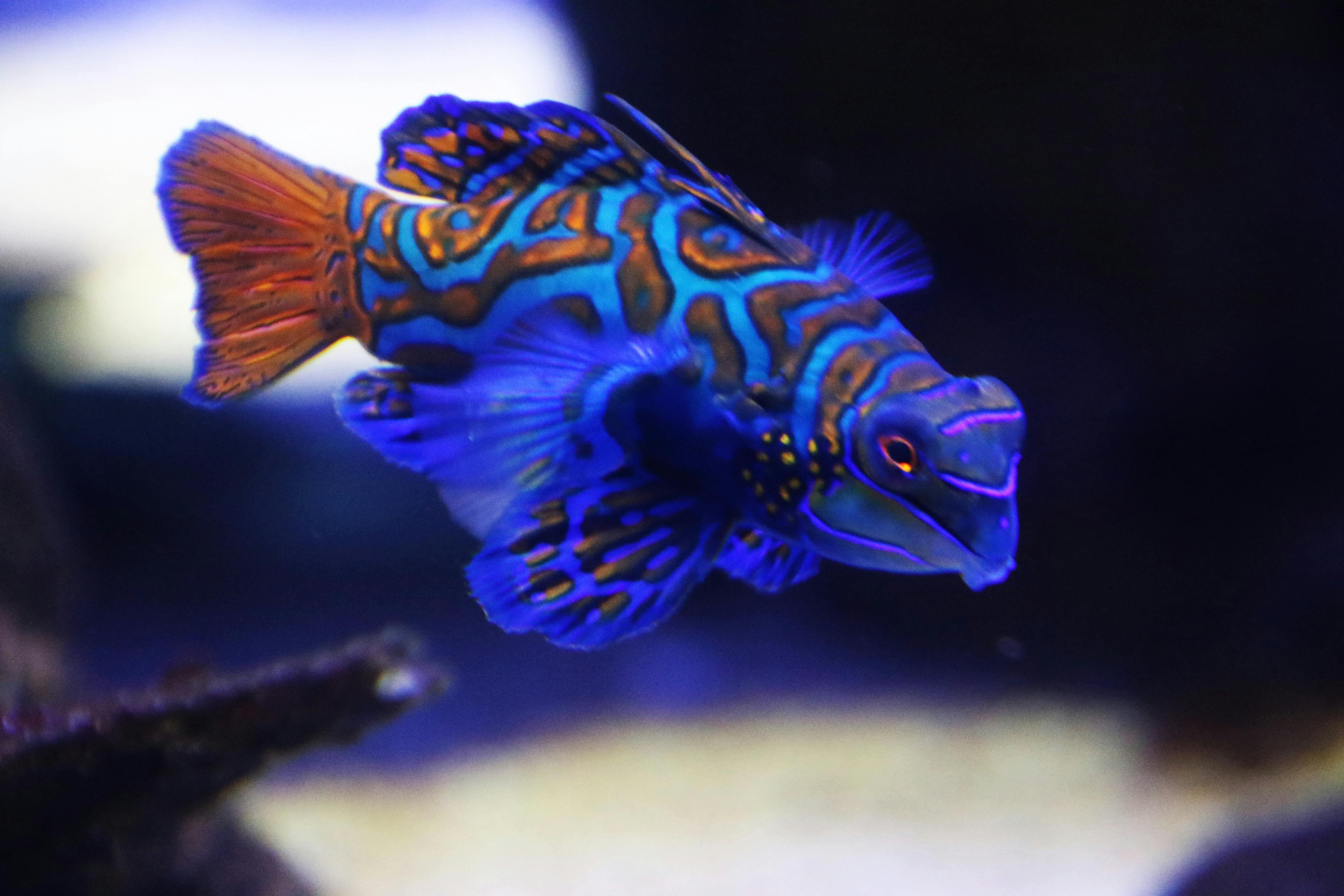 Free stock photo of animals, aquarium, colourful