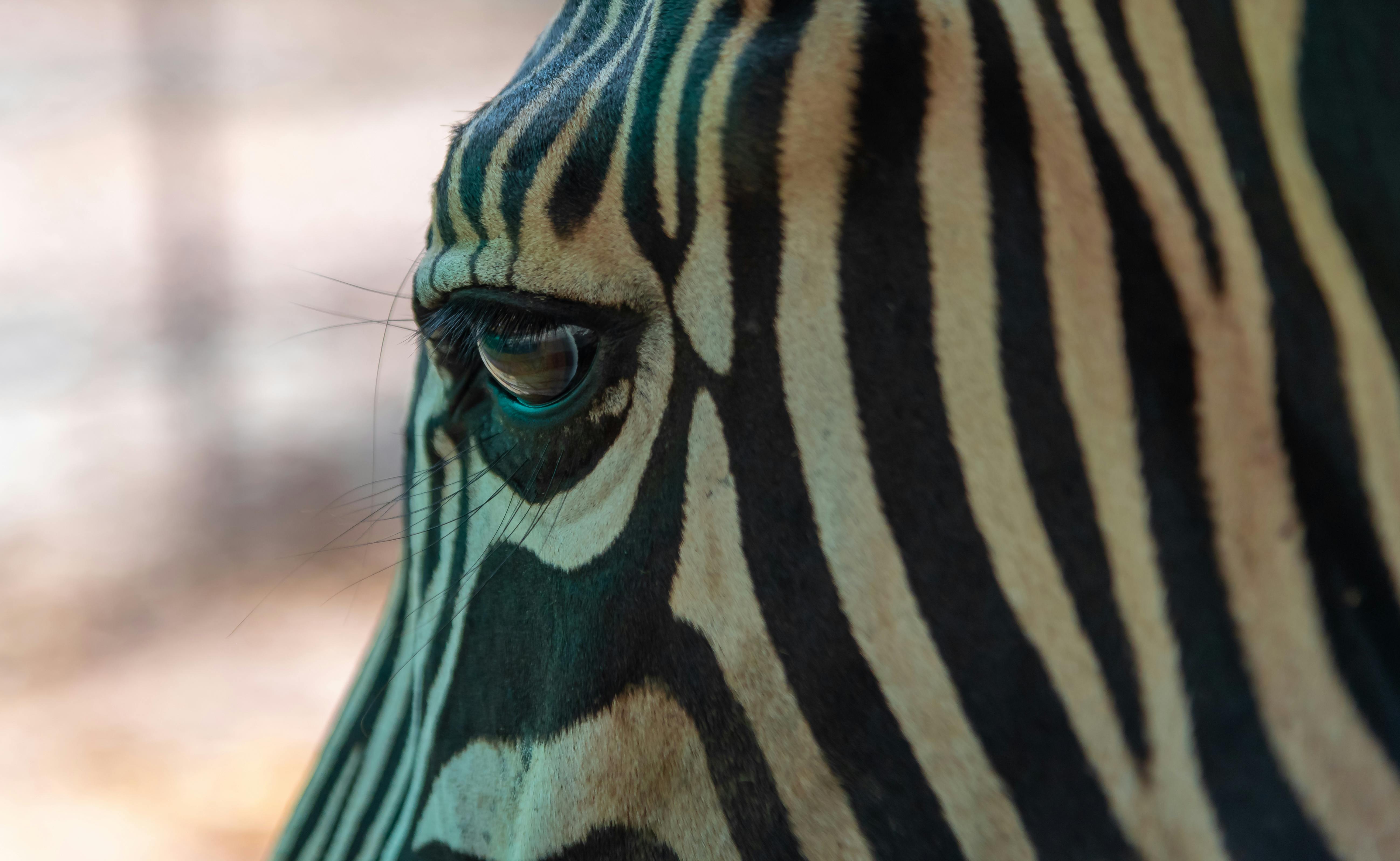 Close Up Photo of Zebra · Free Stock Photo