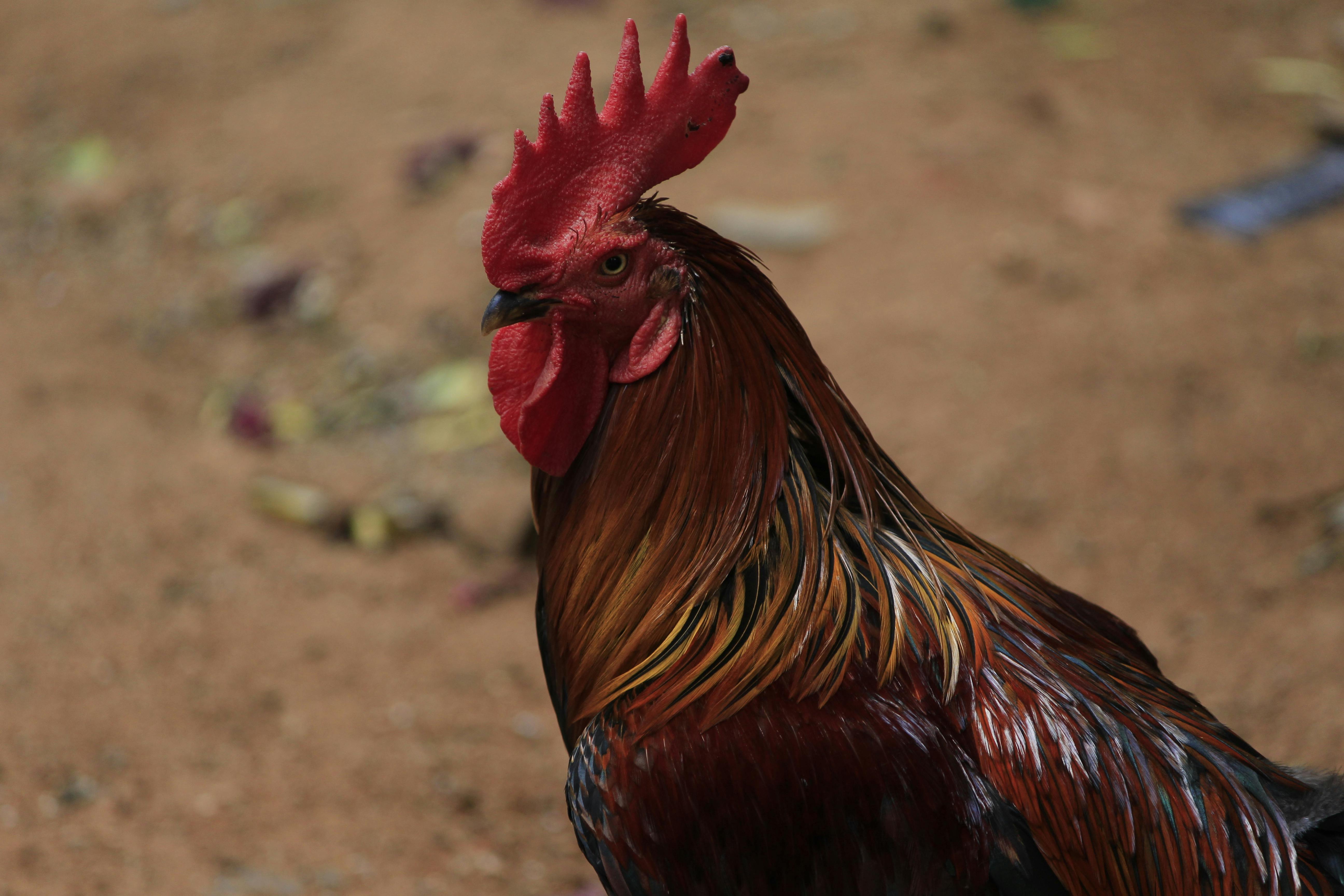 Red Rooster in Close Up Photography · Free Stock Photo
