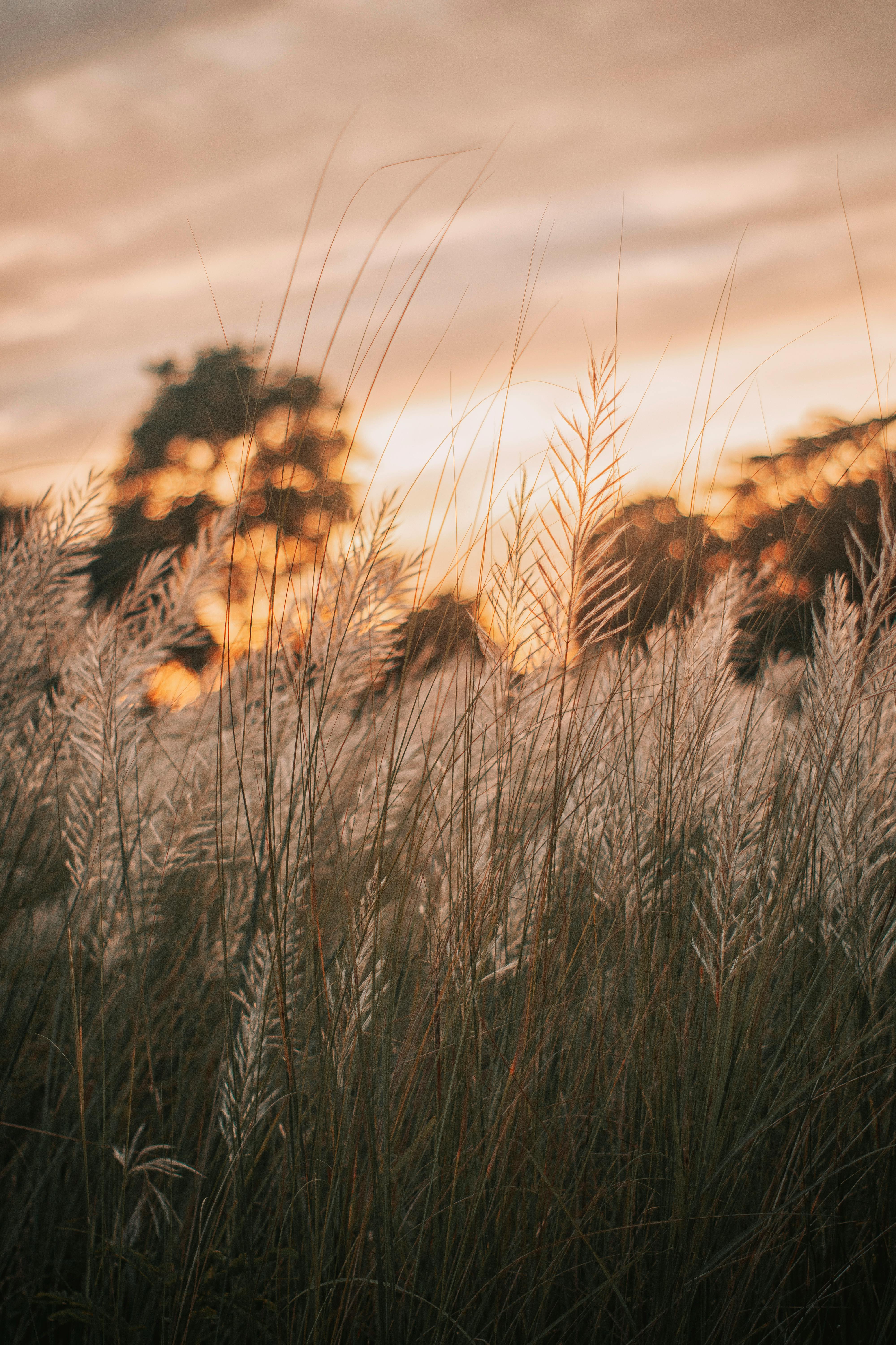 Tall Grass Field Photo During Sunset · Free Stock Photo