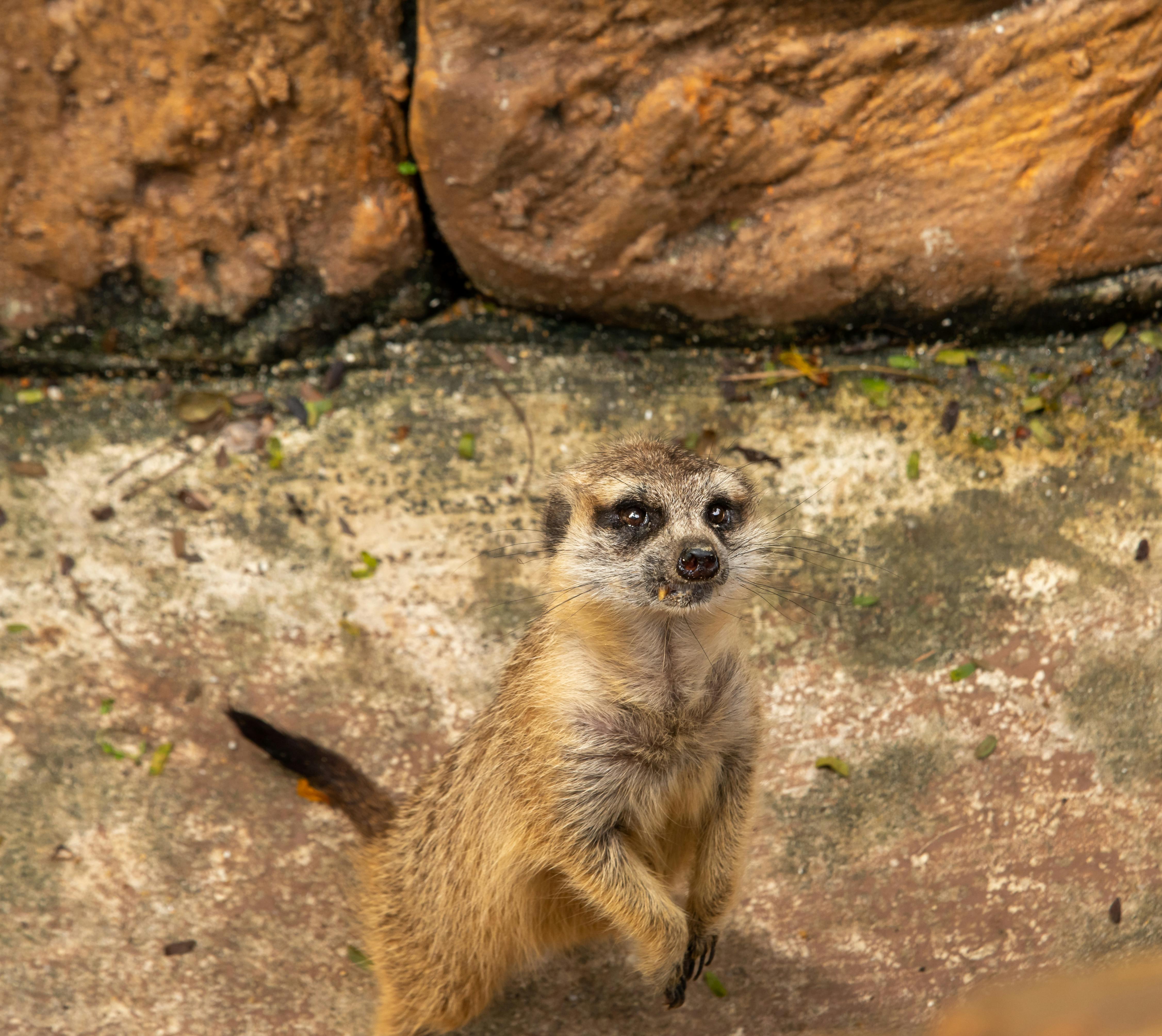 Animal 29 Photos & Videos Collected by Vuttichai Suriya