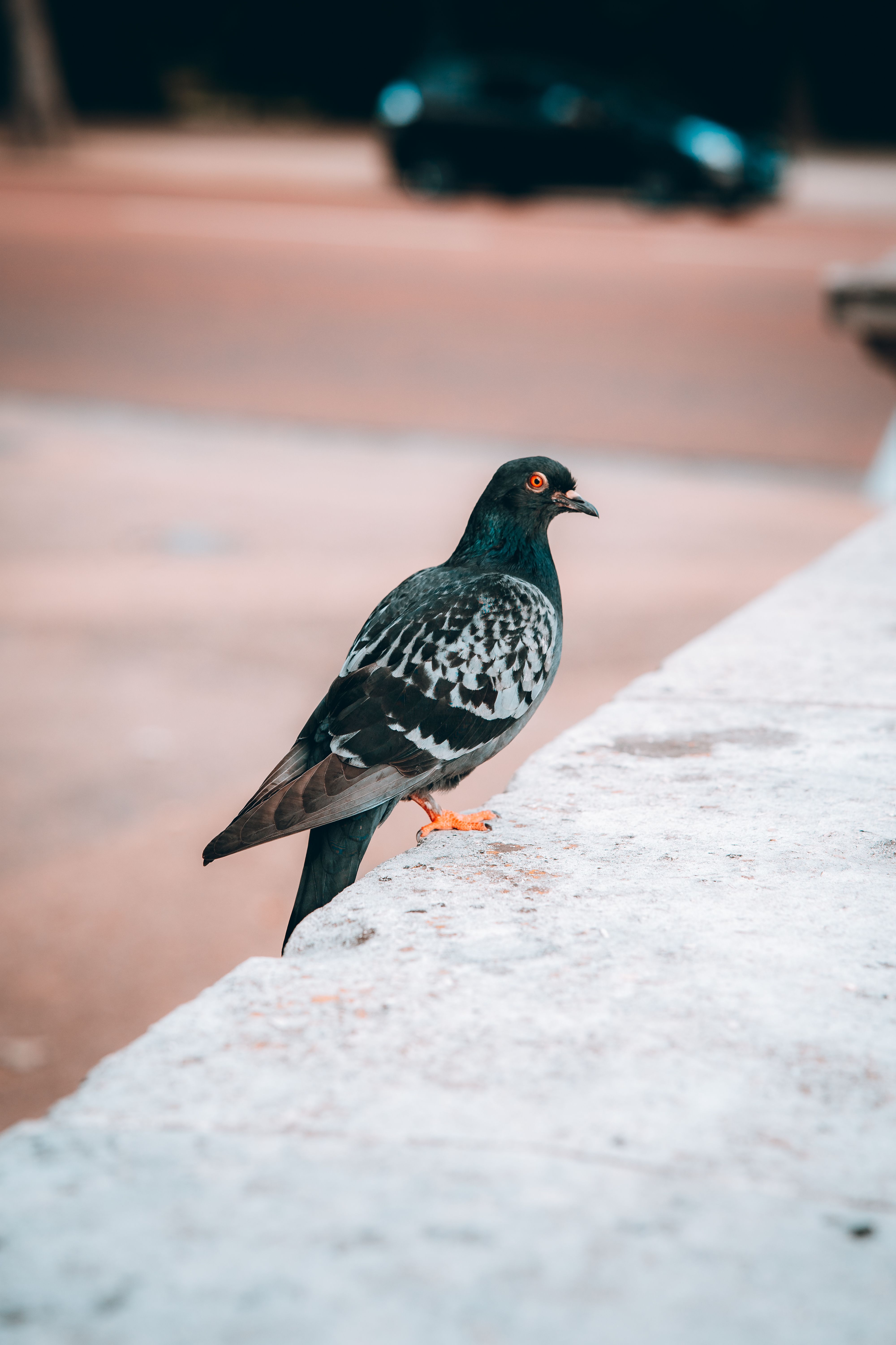 Feral Pigeon in Blurred Background · Free Stock Photo