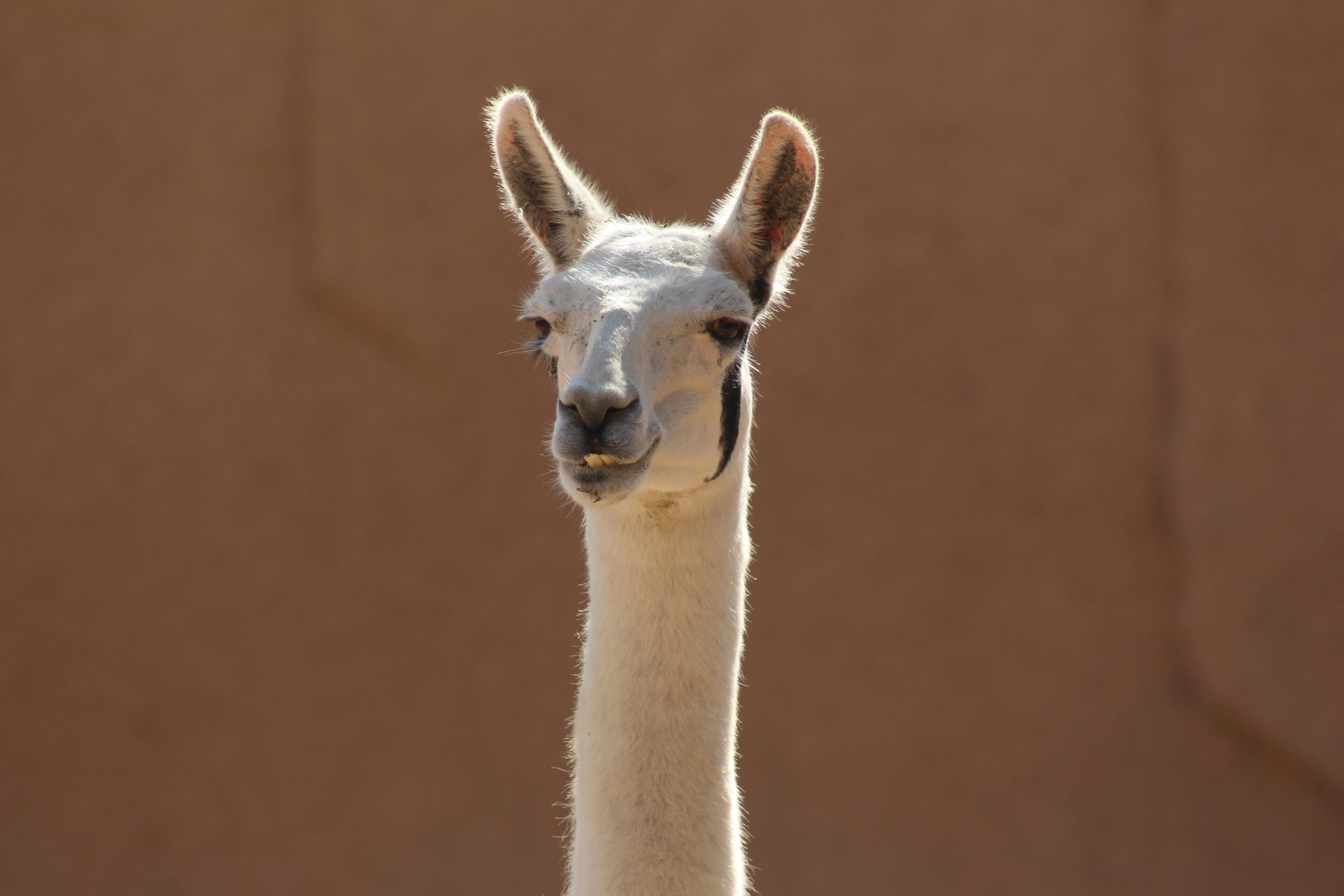 Llma Head in Close-Up Photography · Free Stock Photo