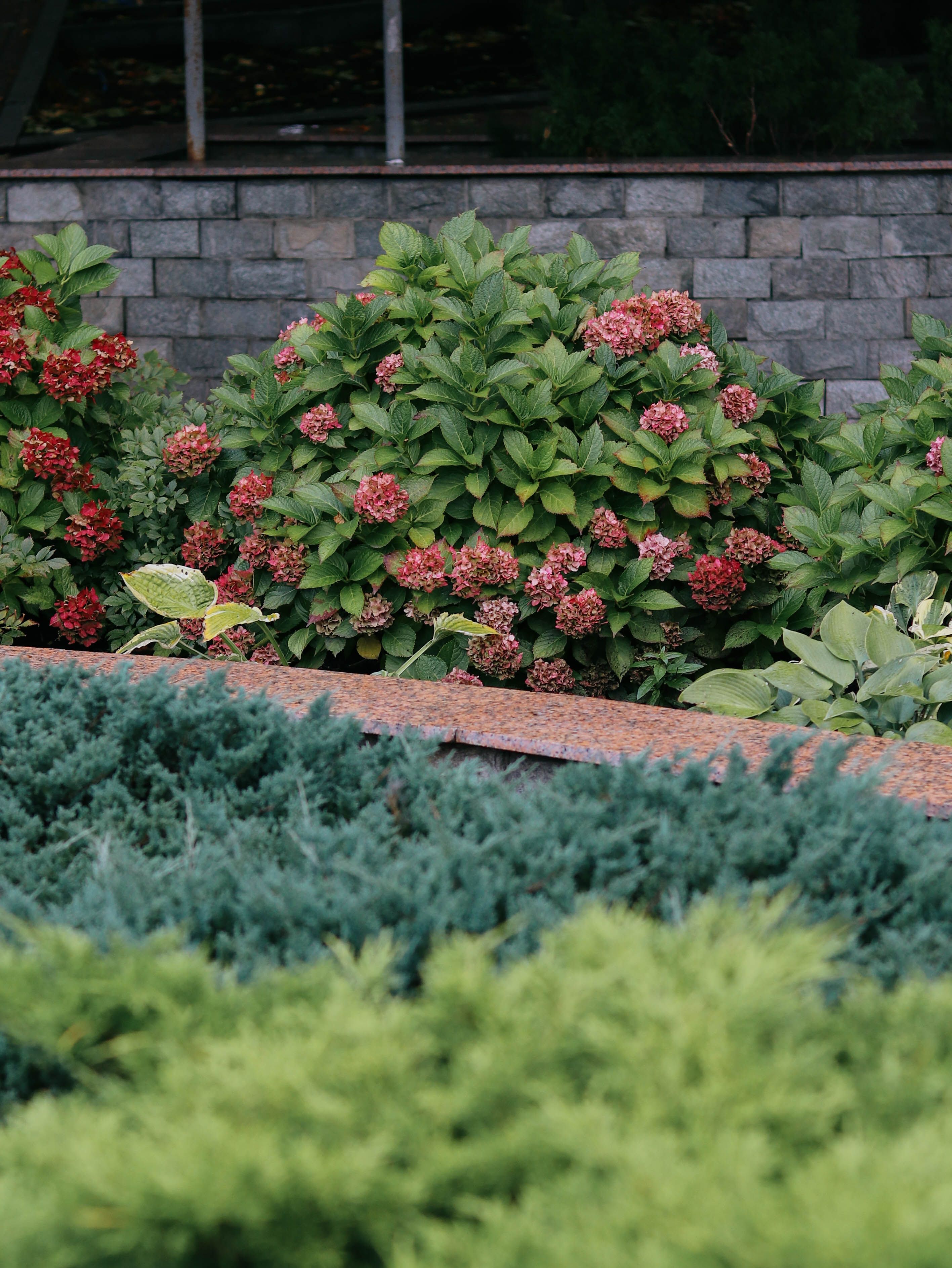 Green Plants in the Garden · Free Stock Photo