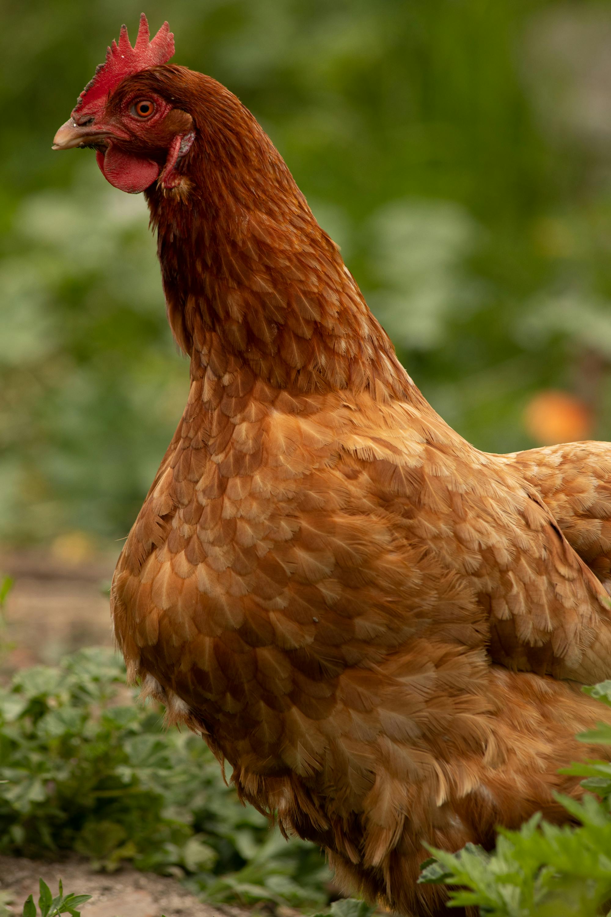 Chinese hen near wicker baskets on farm · Free Stock Photo